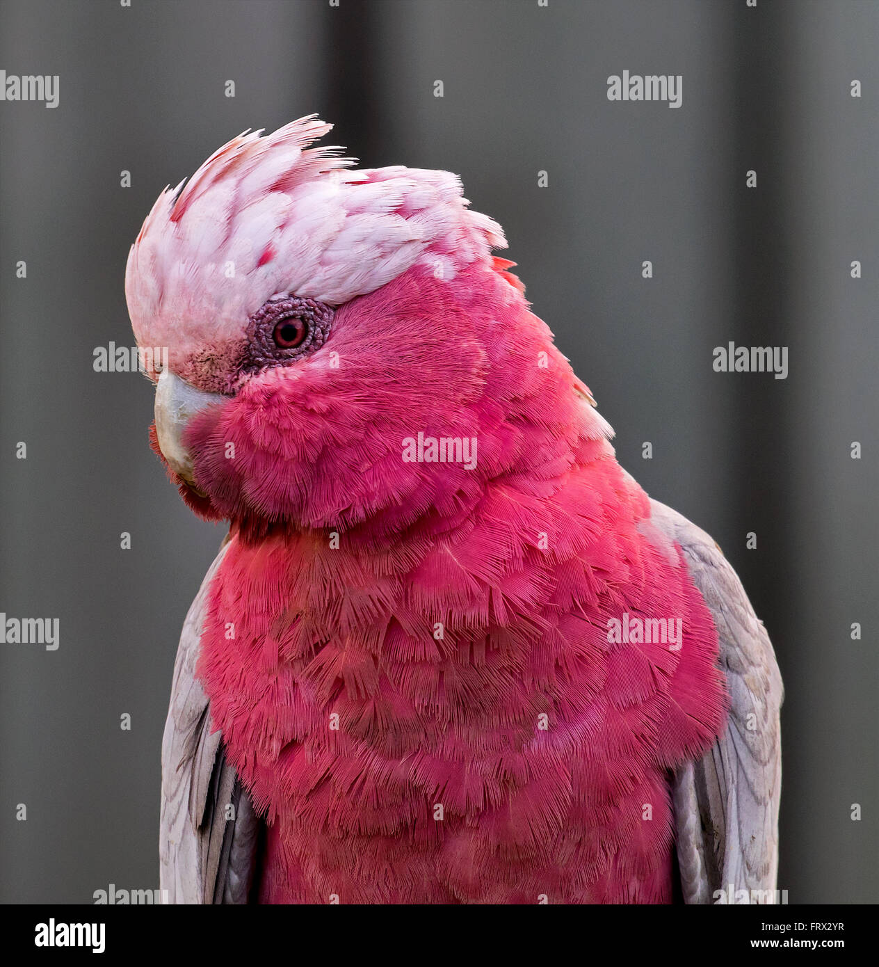 Galah feathers hi-res stock photography and images - Alamy