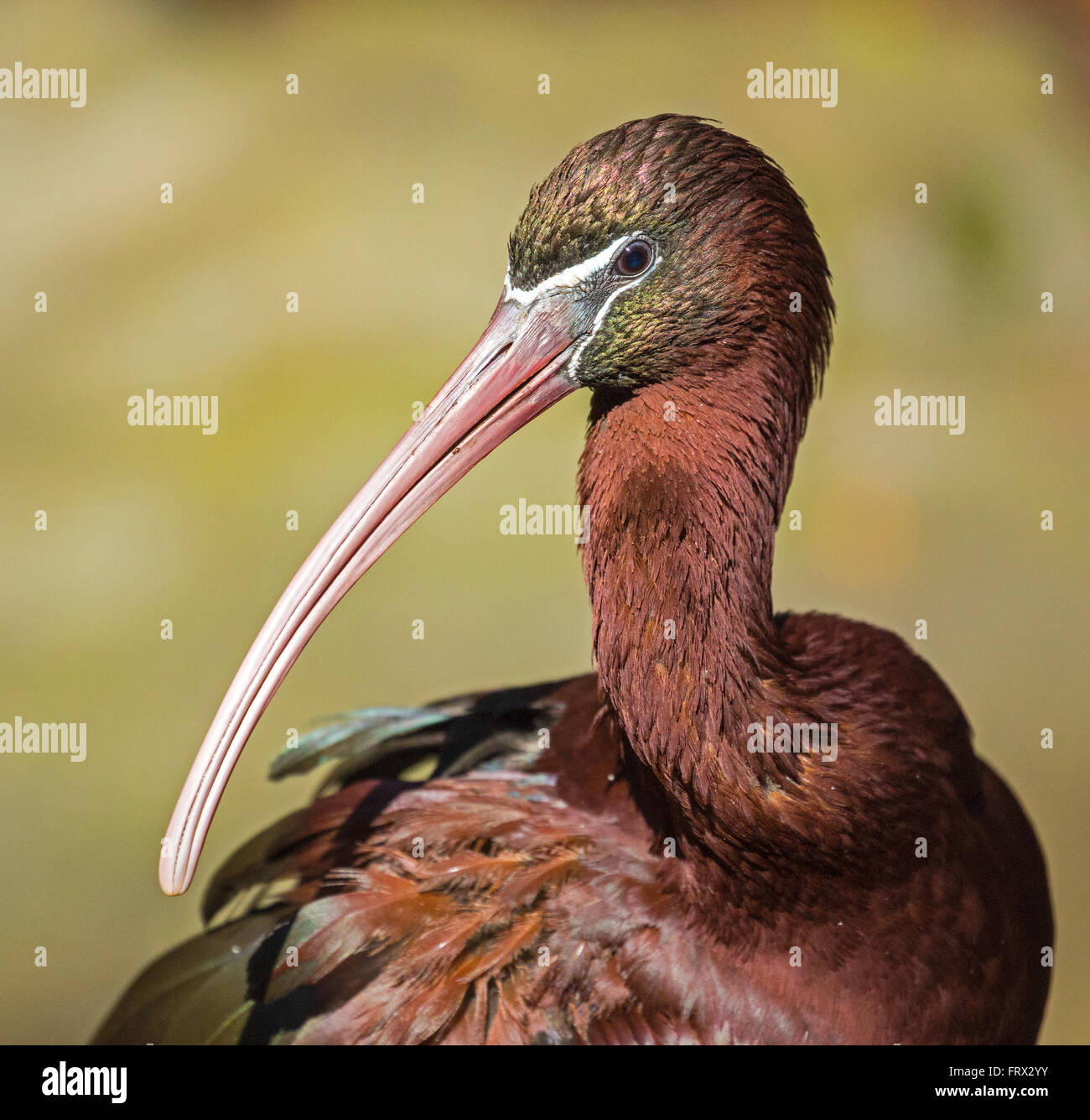 Ibis beak hi-res stock photography and images - Alamy