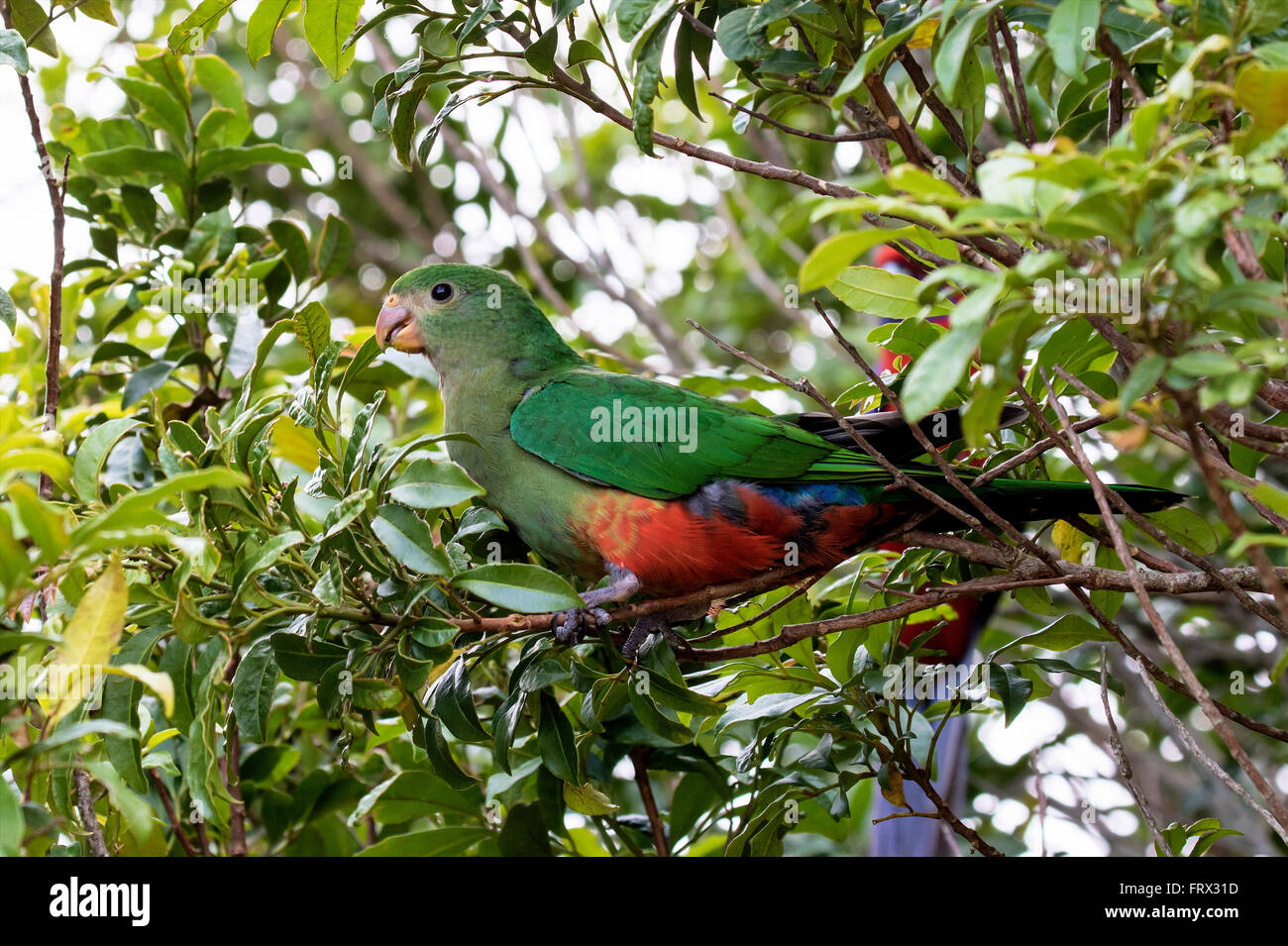 Birds of Australia - Birds photographed within Australia both wild and ...