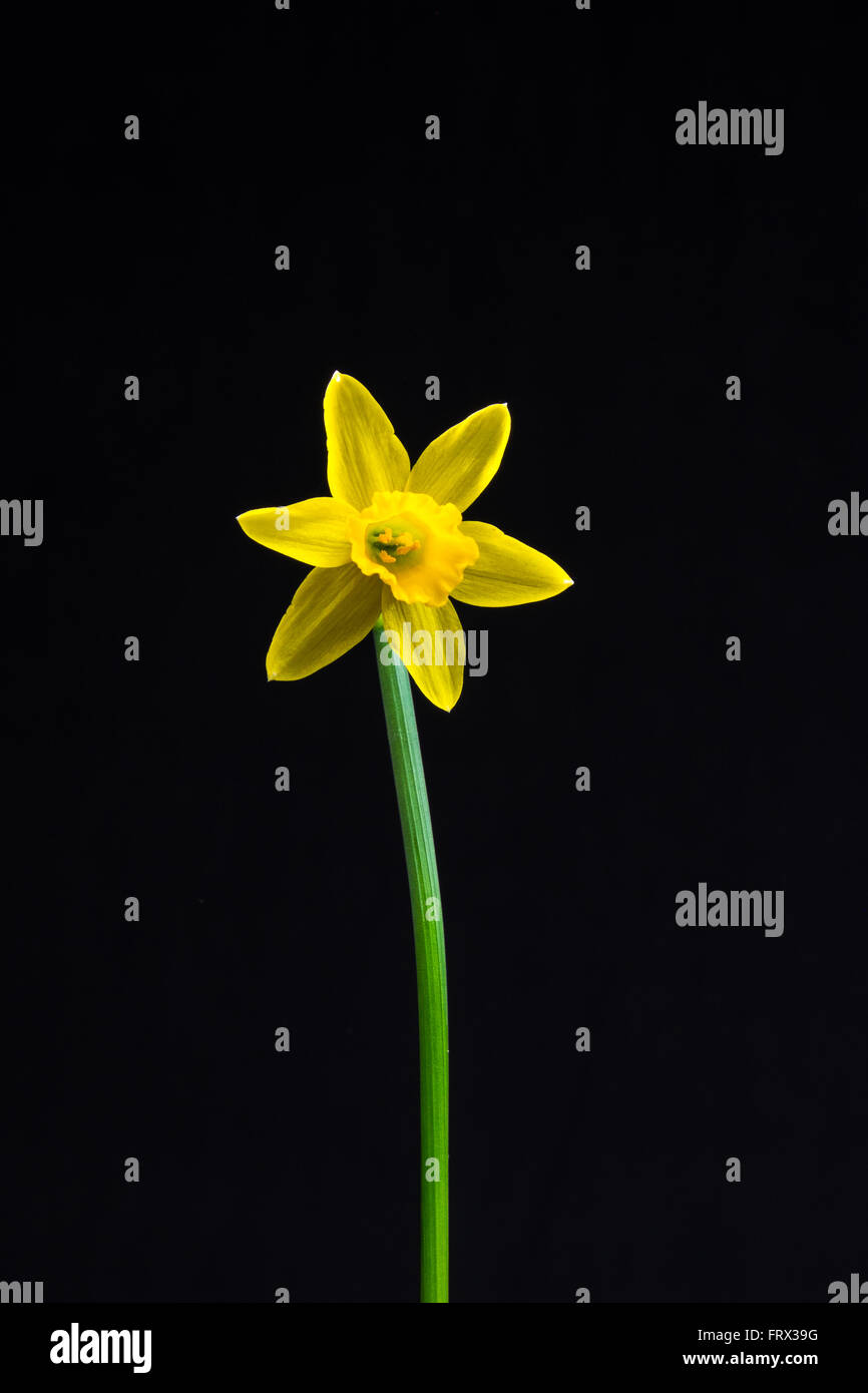 Floral blooms spring and the daffodil hi-res stock photography and ...