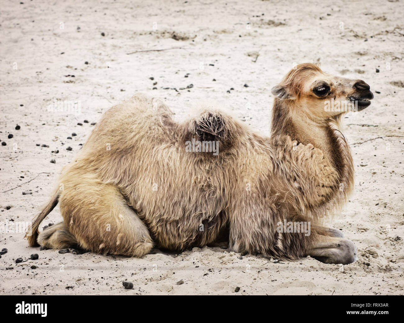 Bactrian Camel Young High Resolution Stock Photography and Images - Alamy