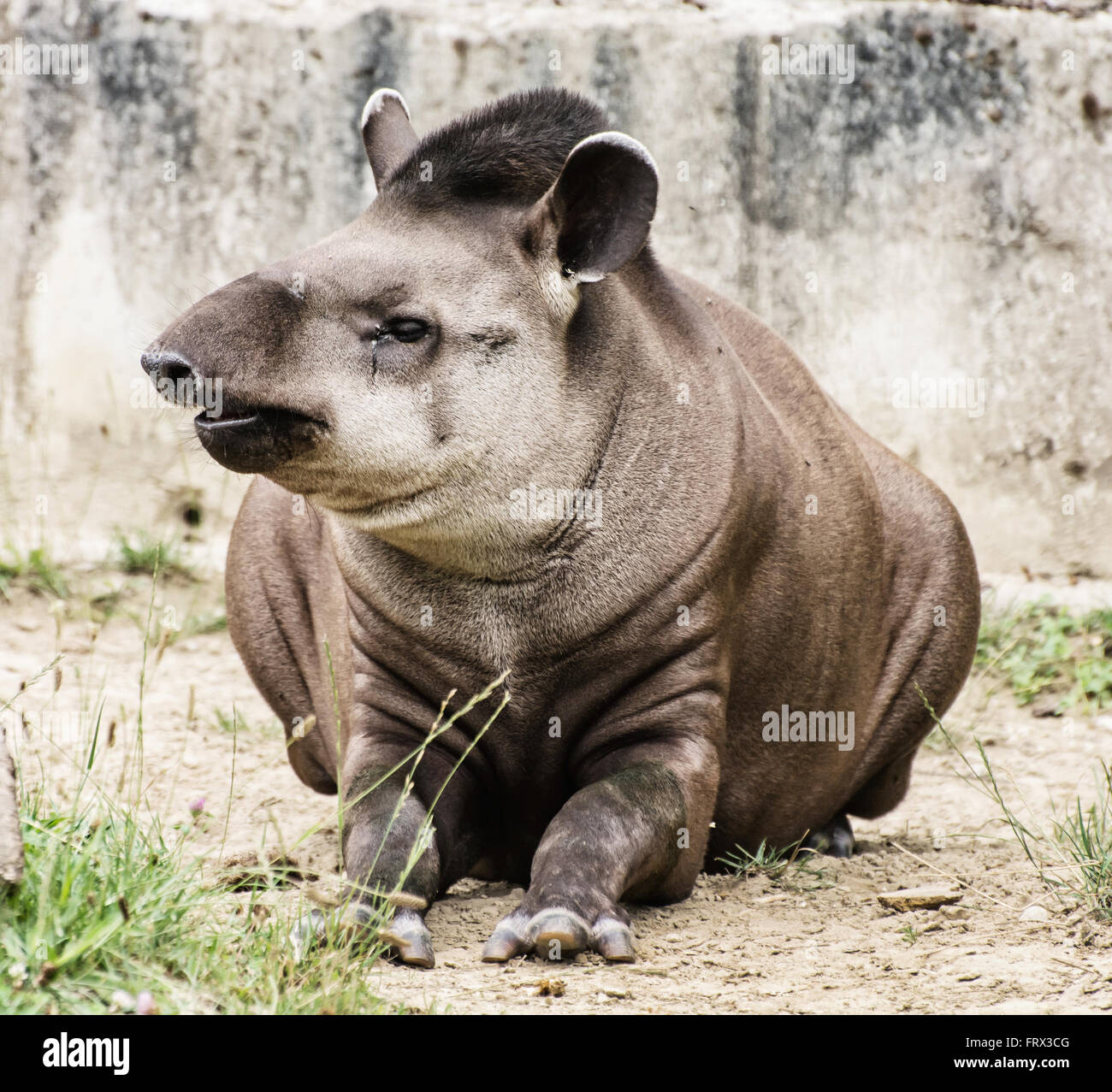 South American tapir - Tapirus terrestris - also know as Brazilian ...