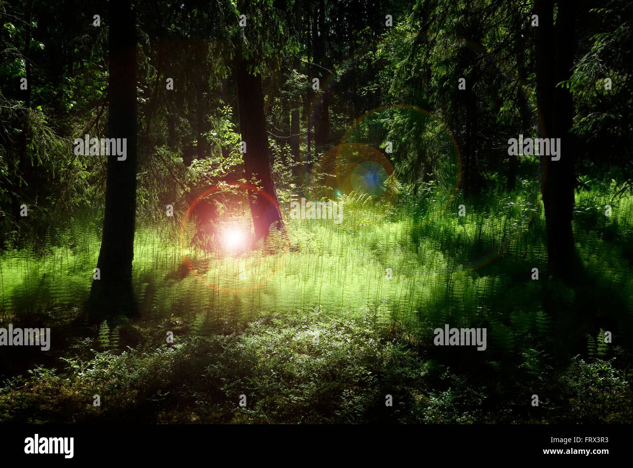 Deep forest with lush green plants enlightened by mysterious light and ...