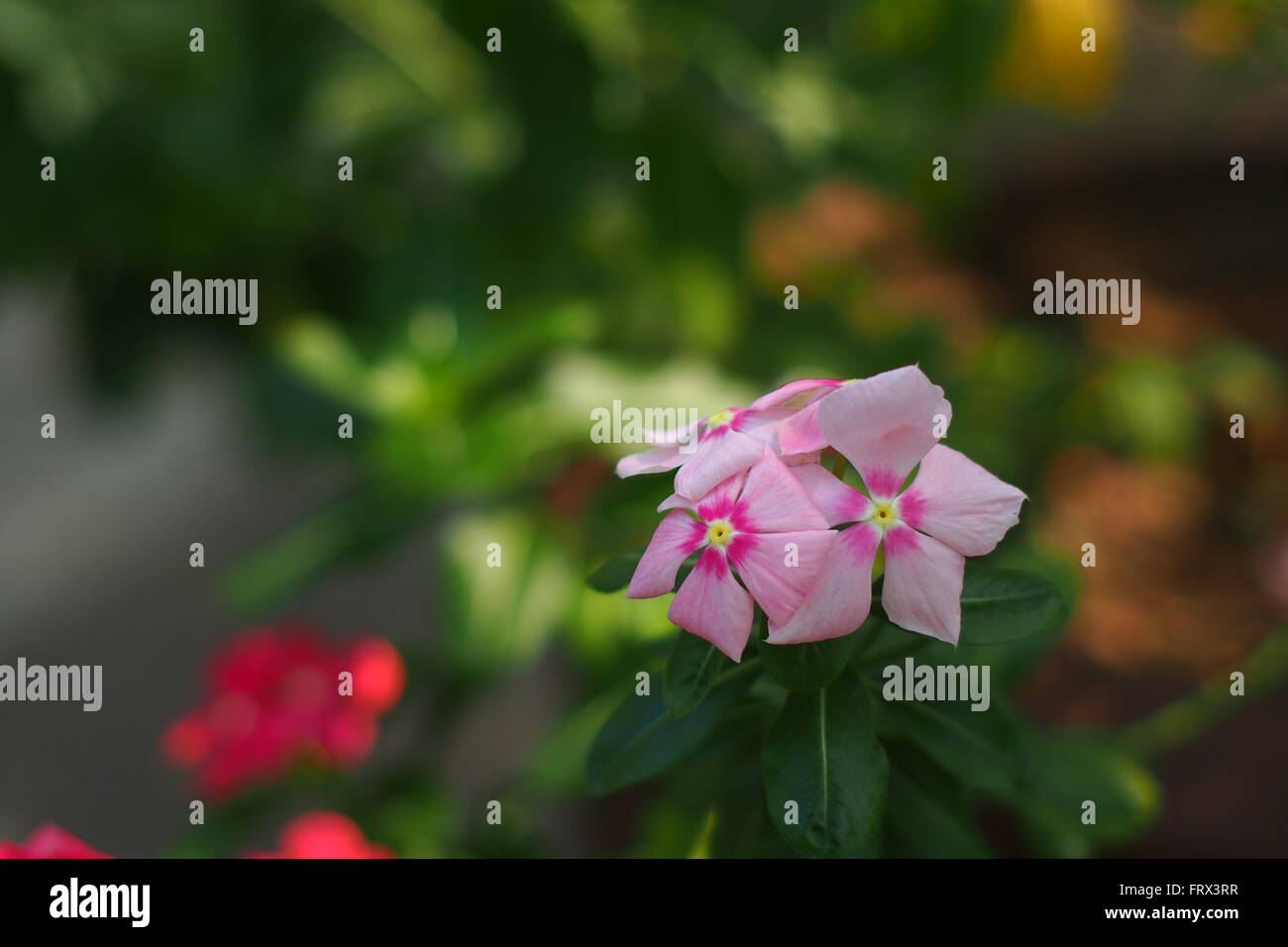 Tri flower hi-res stock photography and images - Alamy