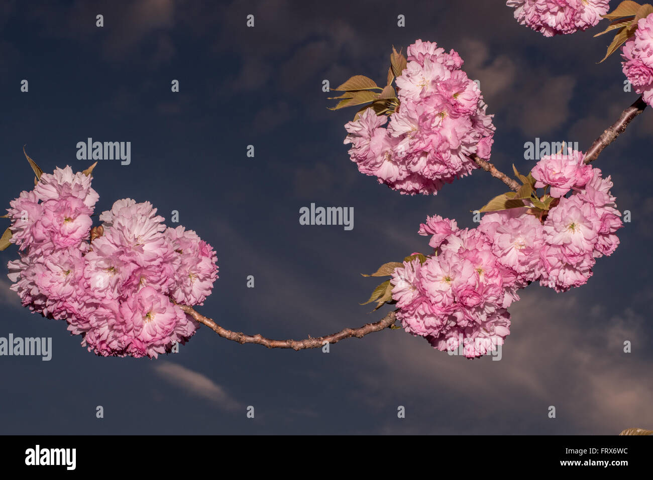 Pink flower on dark sky in spring Stock Photo - Alamy