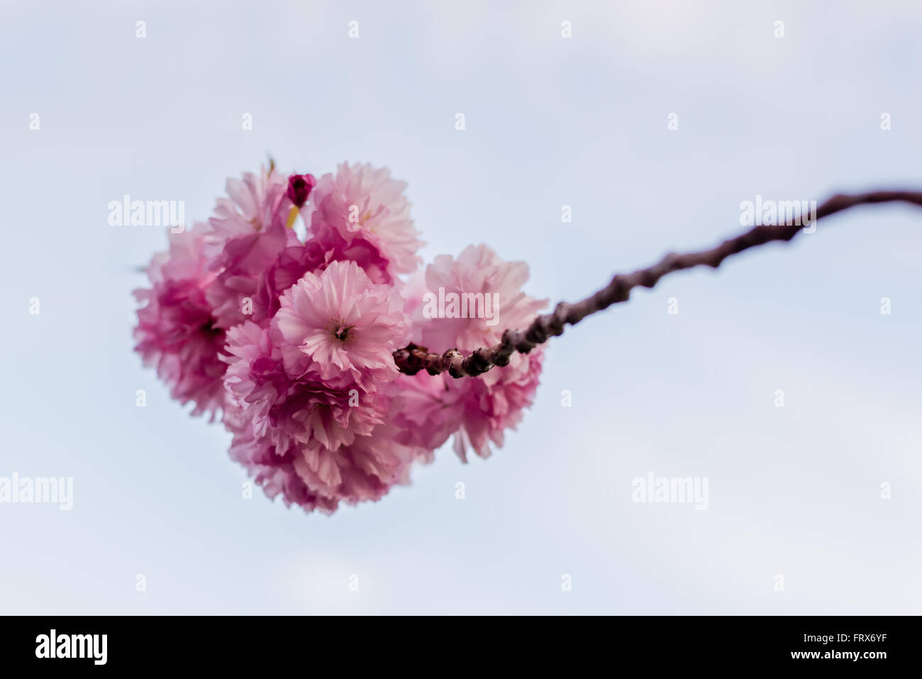 Bright pink spring flowers hi-res stock photography and images - Alamy