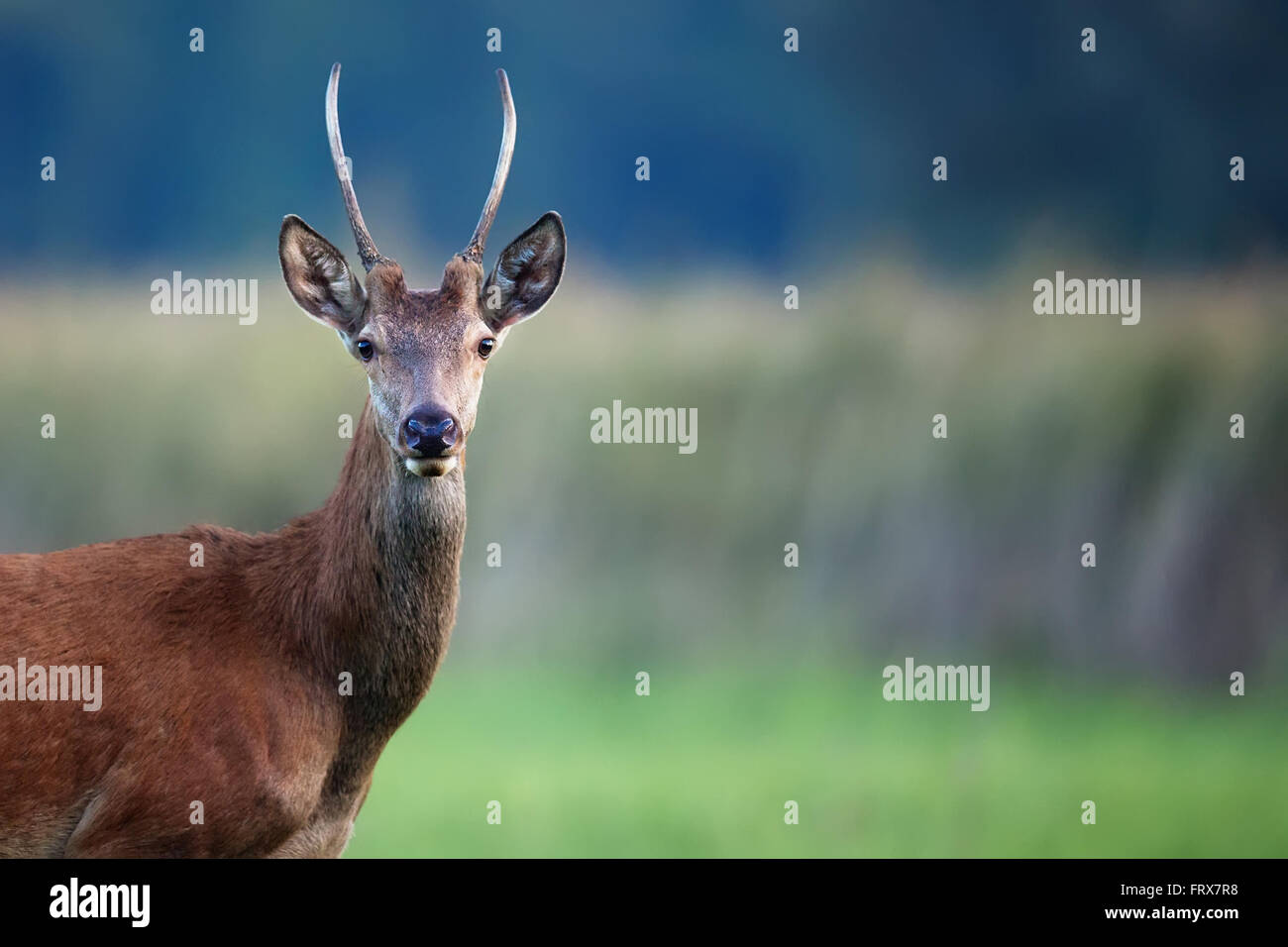 Red deer in the wild, a portrait Stock Photo - Alamy