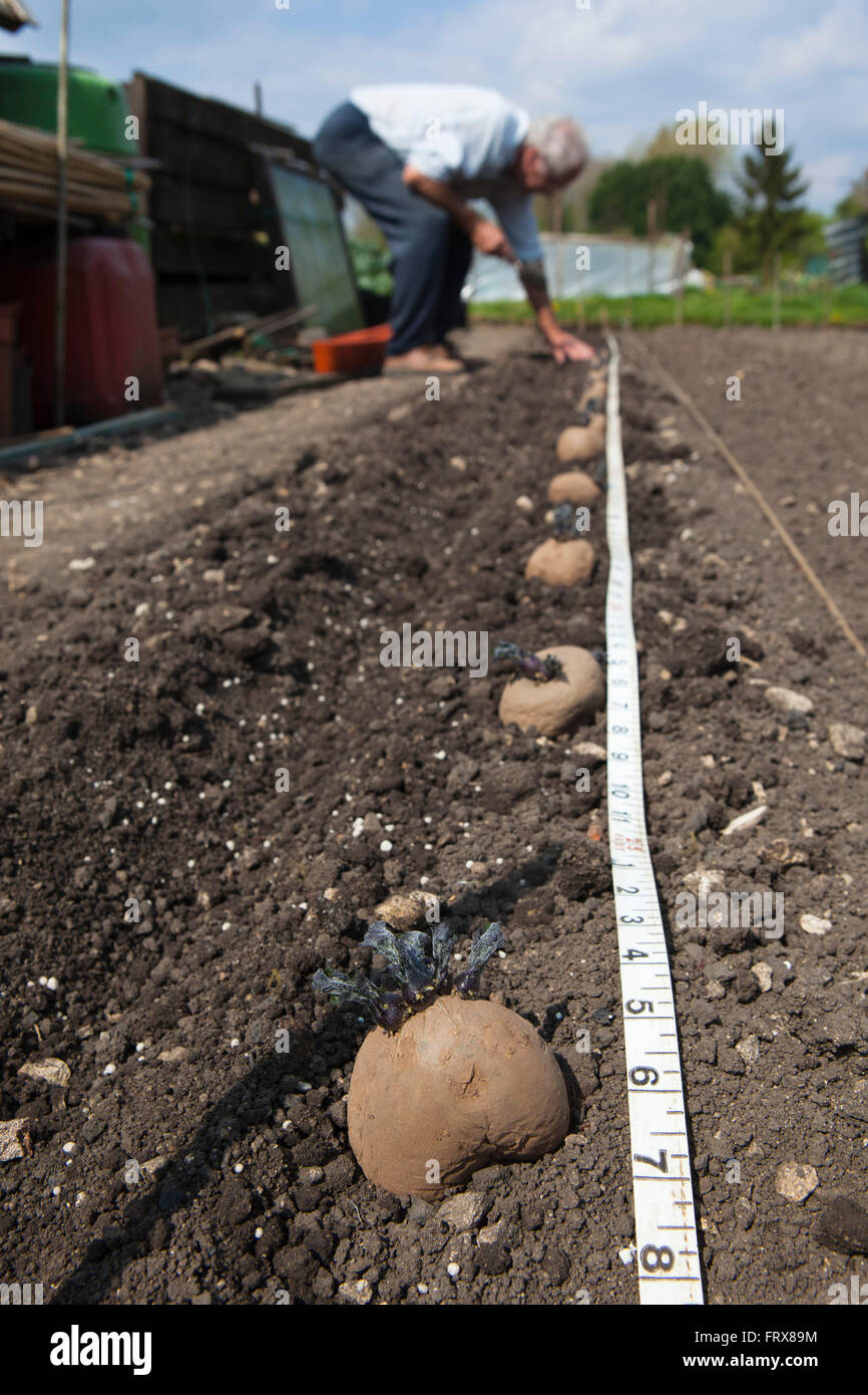A well ordered line of chitted potatoes ready to be planted are lined ...