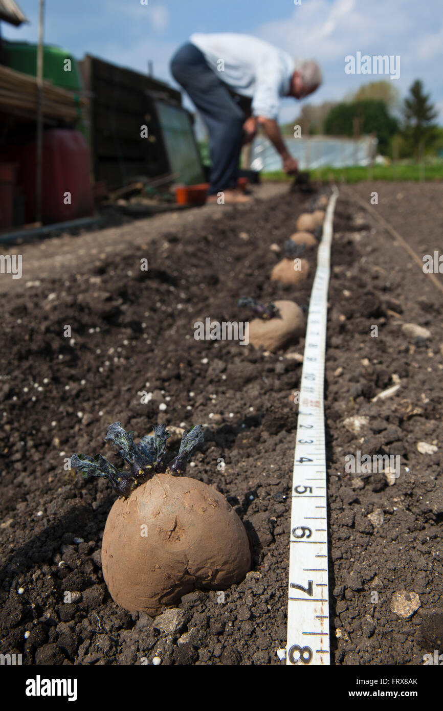 A well ordered line of chitted potatoes ready to be planted are lined ...