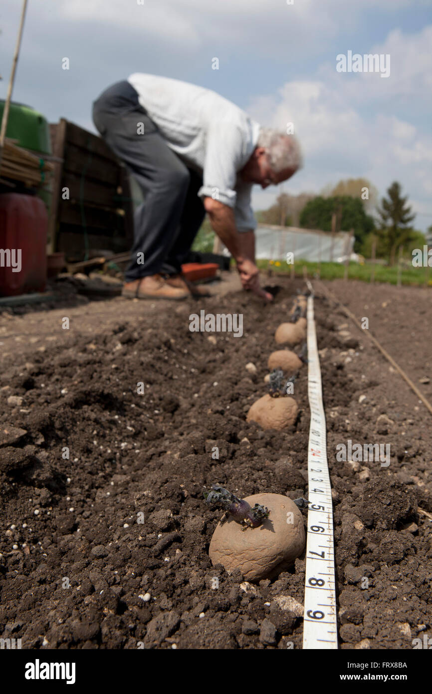 A well ordered line of chitted potatoes ready to be planted are lined ...