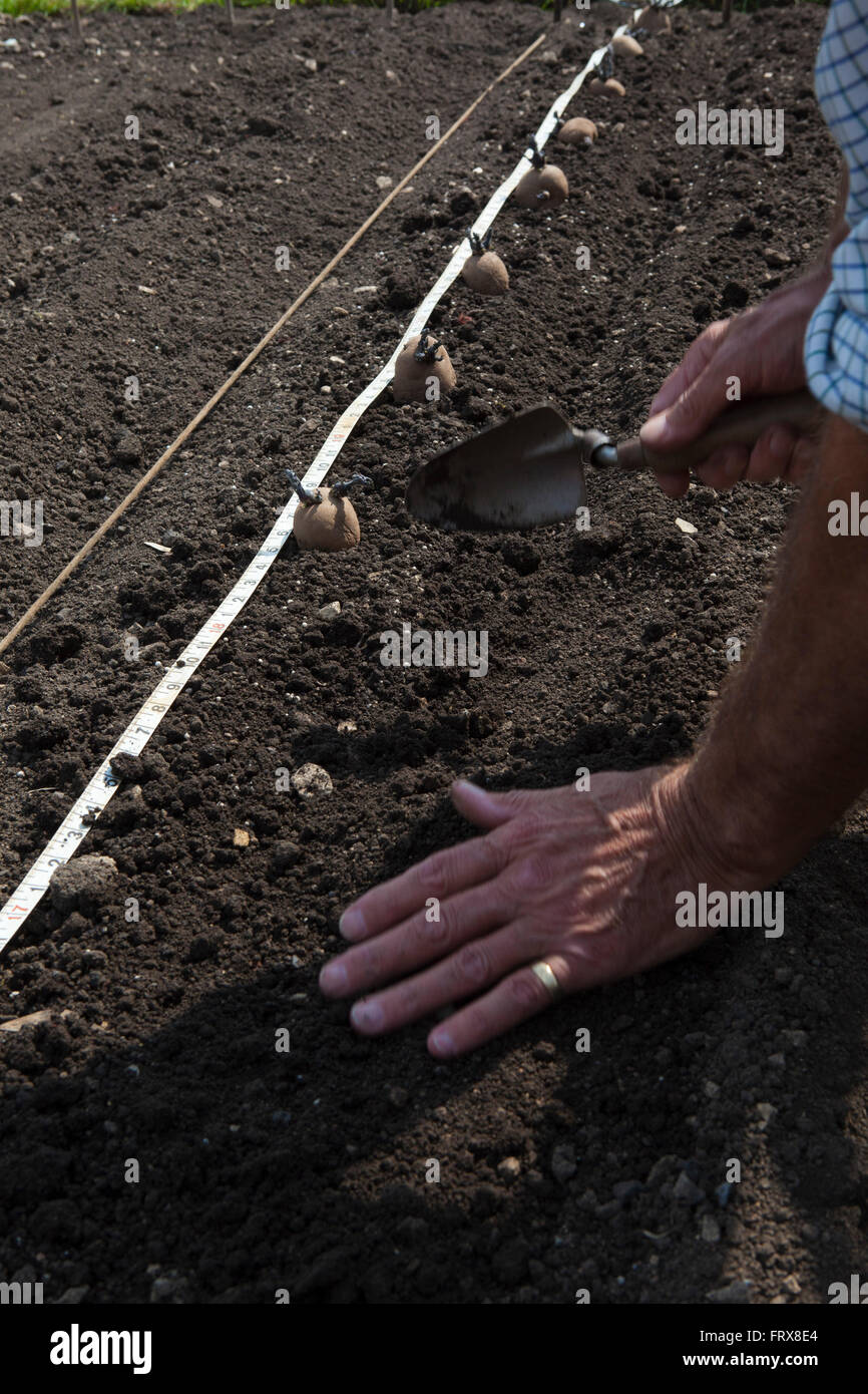 A well ordered line of chitted potatoes ready to be planted are lined ...