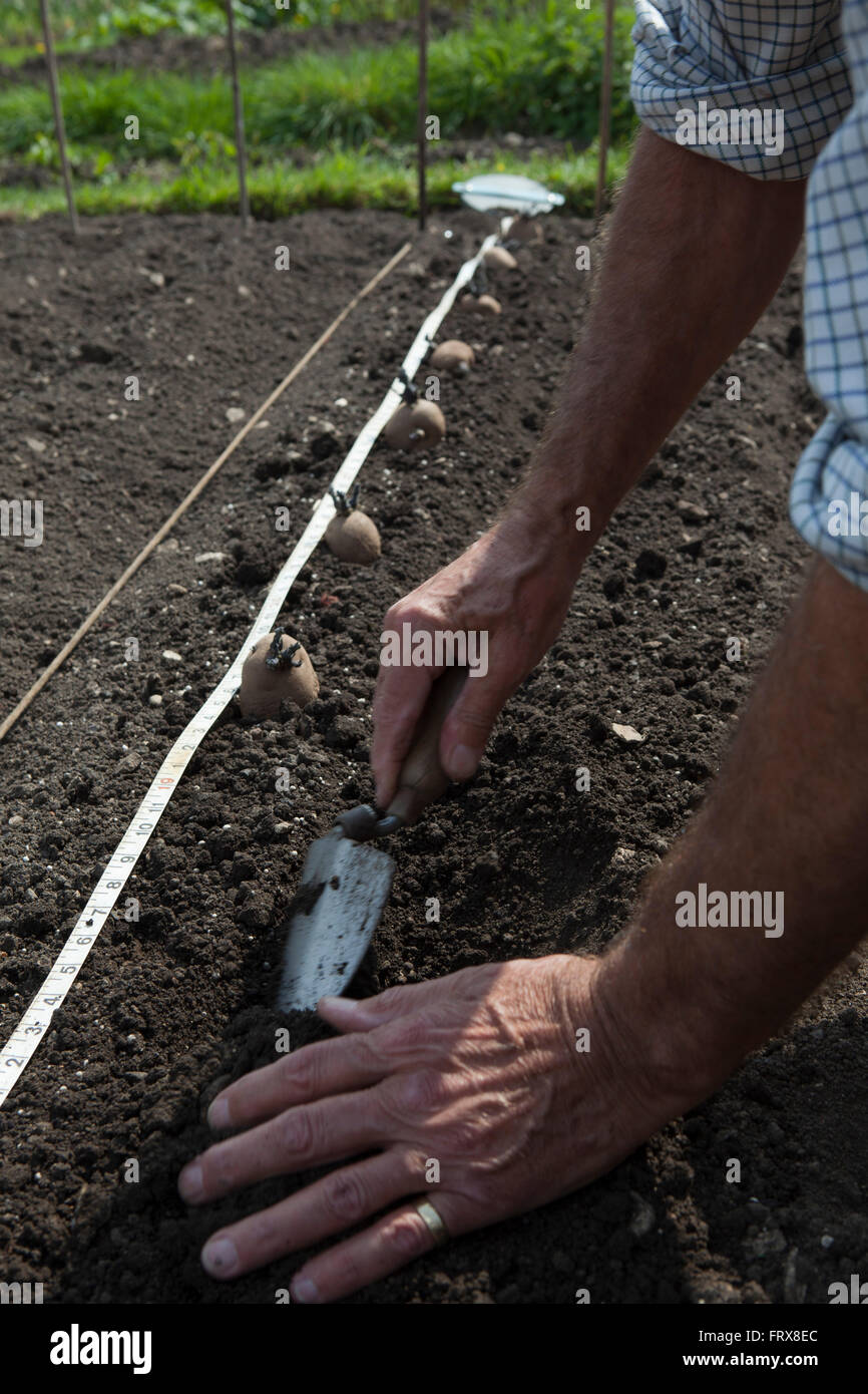 A well ordered line of chitted potatoes ready to be planted are lined ...