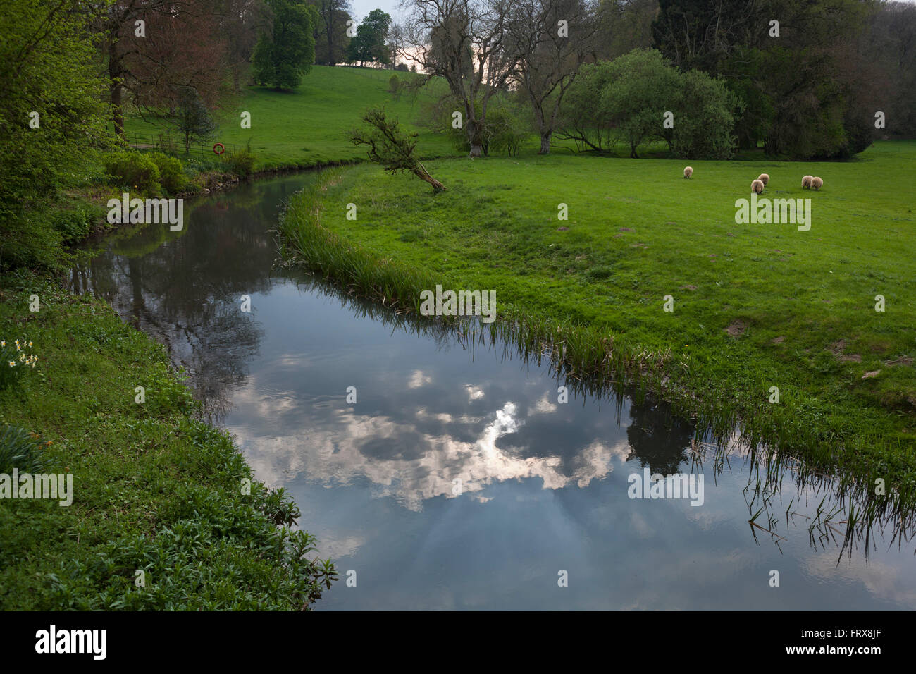 The sun and clouds reflected in a slow flowing stream or river in the ...