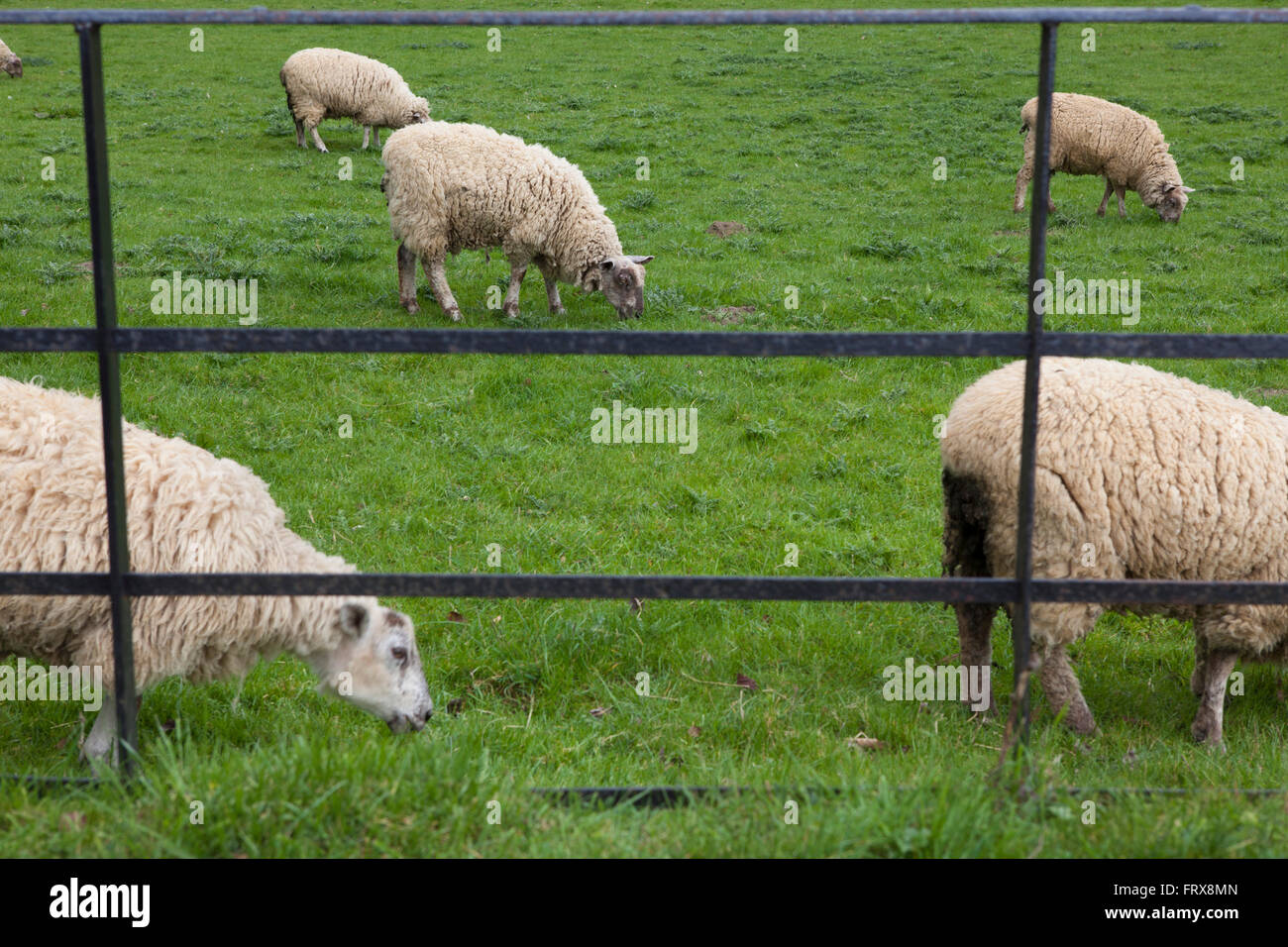 Fence sheep hi-res stock photography and images - Alamy
