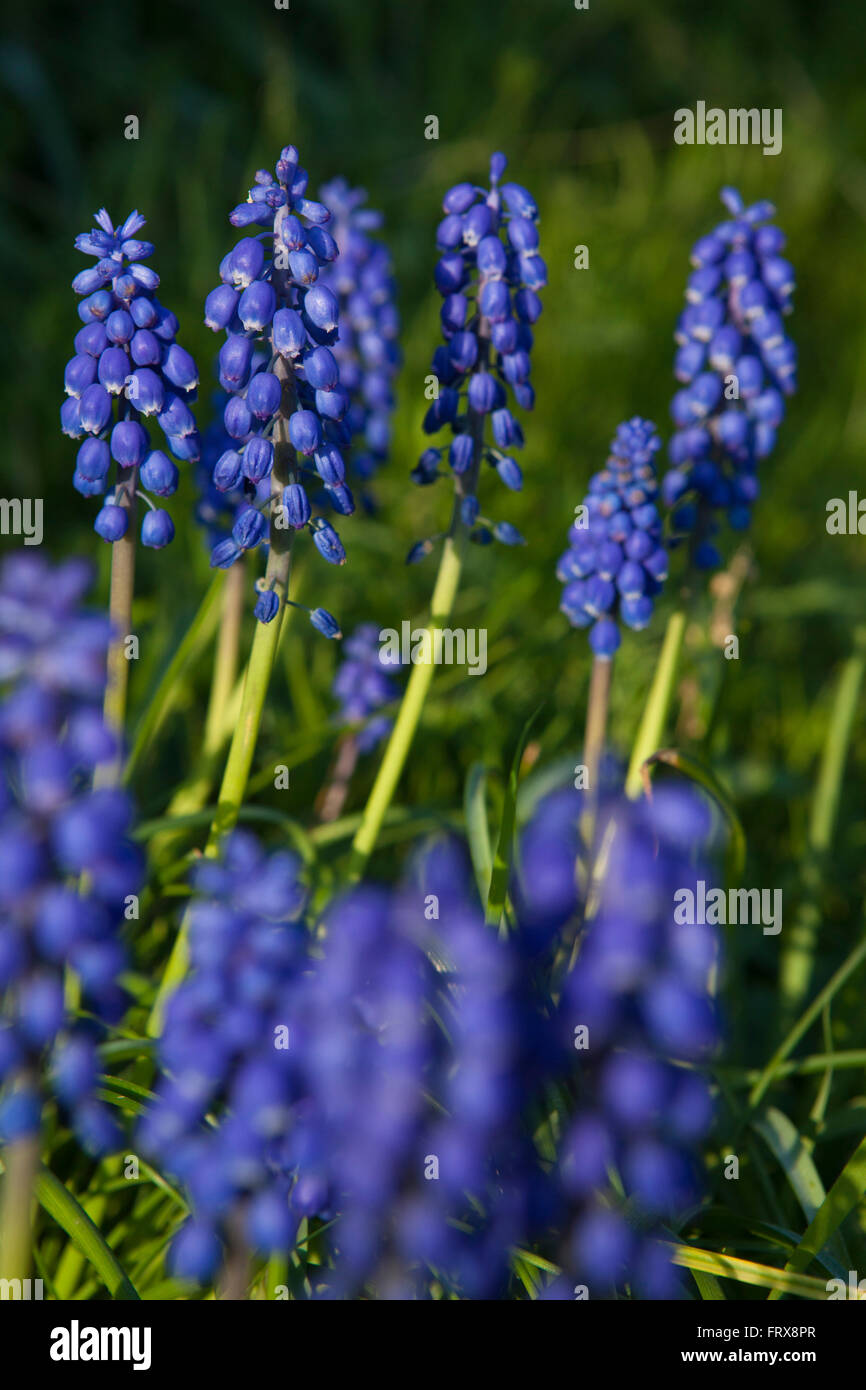 Young grape hyacinth plants, glowing in their deep blue flowering heads ...