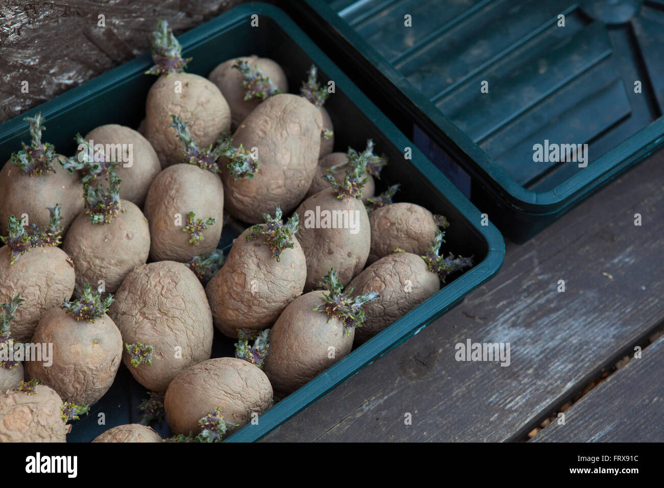 Potatoes chitted and ready to be planted out waiting in a tray on an ...