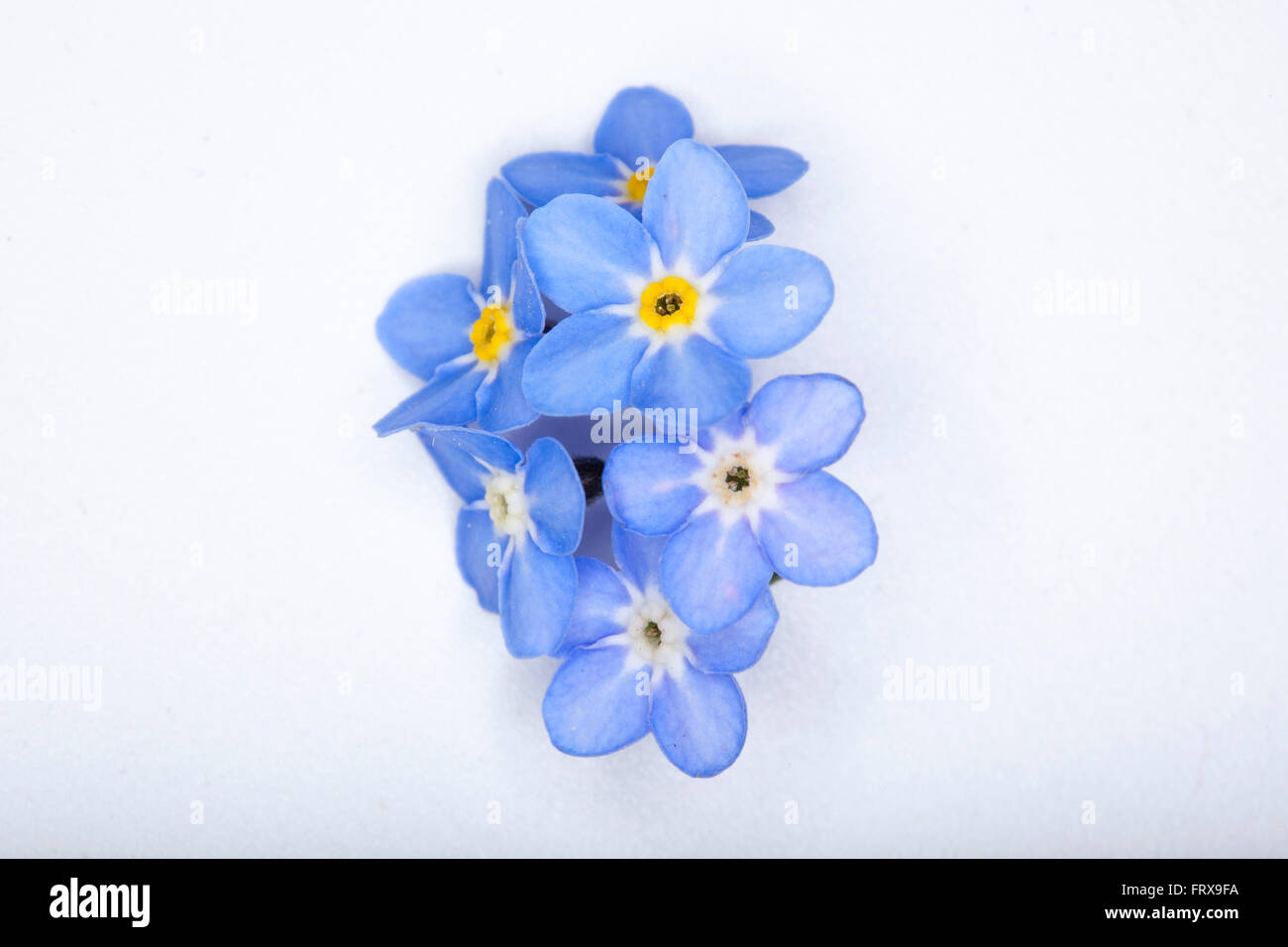 Forget me knot hi-res stock photography and images - Alamy