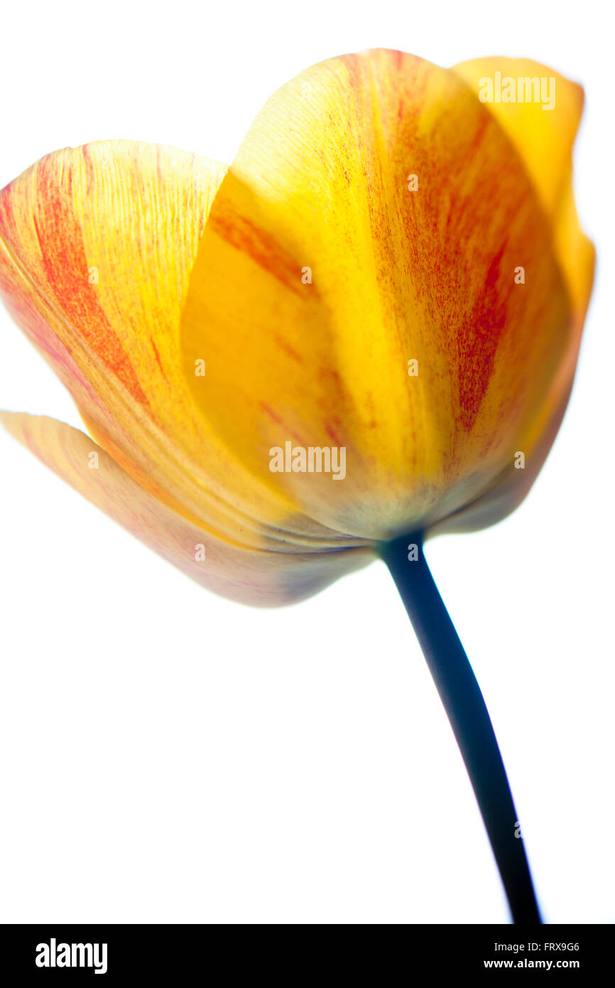 Sepal detail Cut Out Stock Images & Pictures - Alamy