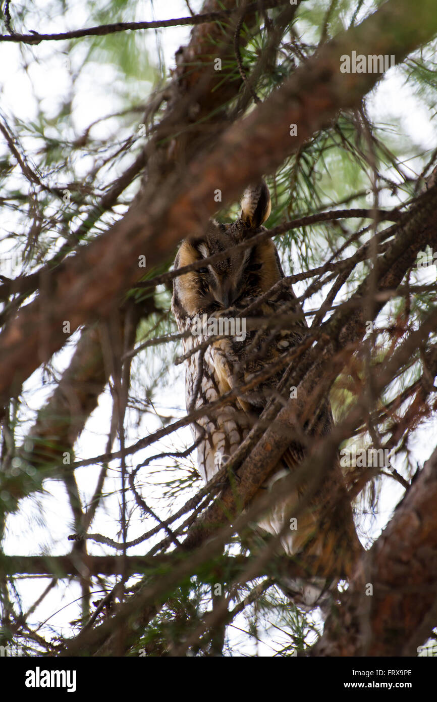 Hidden barn owl hi-res stock photography and images - Alamy