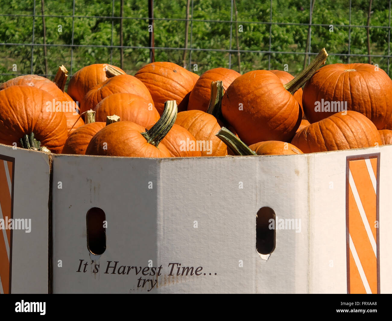 Giant cardboard box of pumpkins by a fence in a field Stock Photo - Alamy
