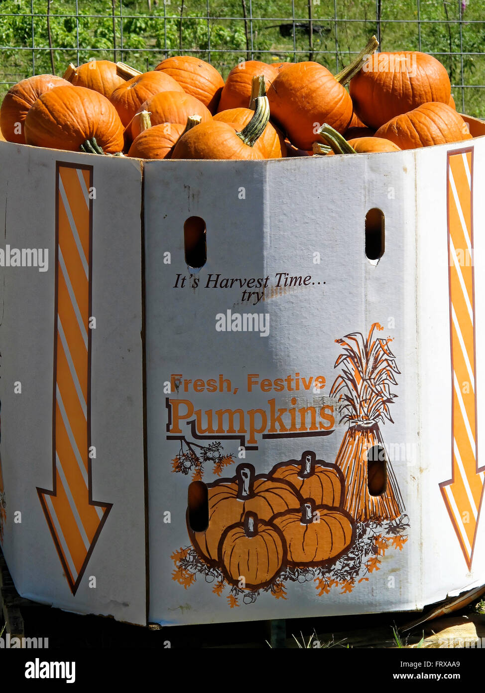 Giant cardboard box of pumpkins by a fence in a field Stock Photo - Alamy