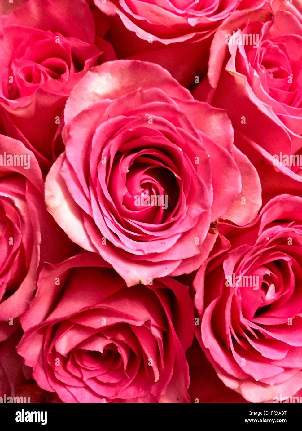 A dozen roses in boquet Stock Photo - Alamy