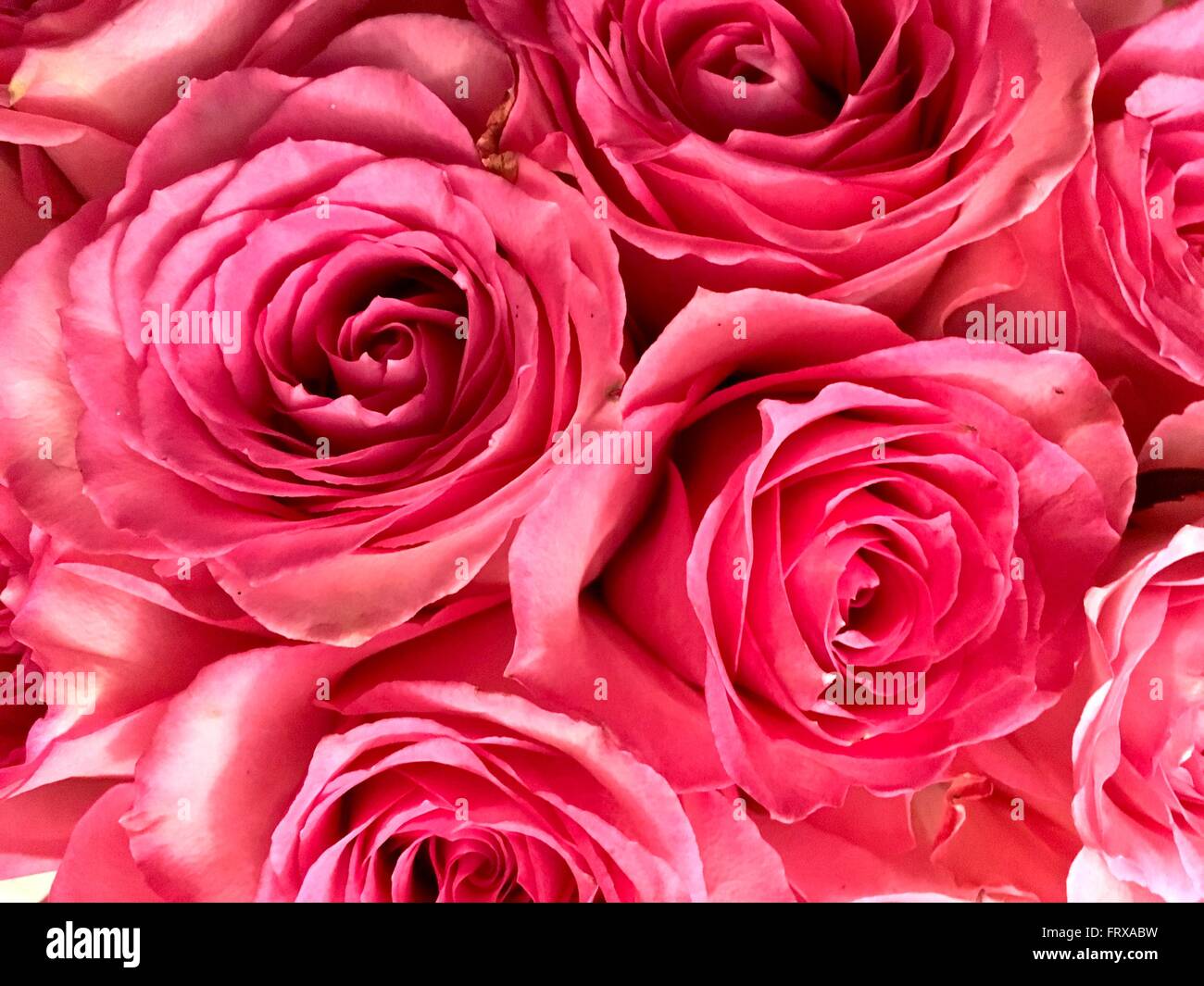 A dozen roses in boquet Stock Photo - Alamy