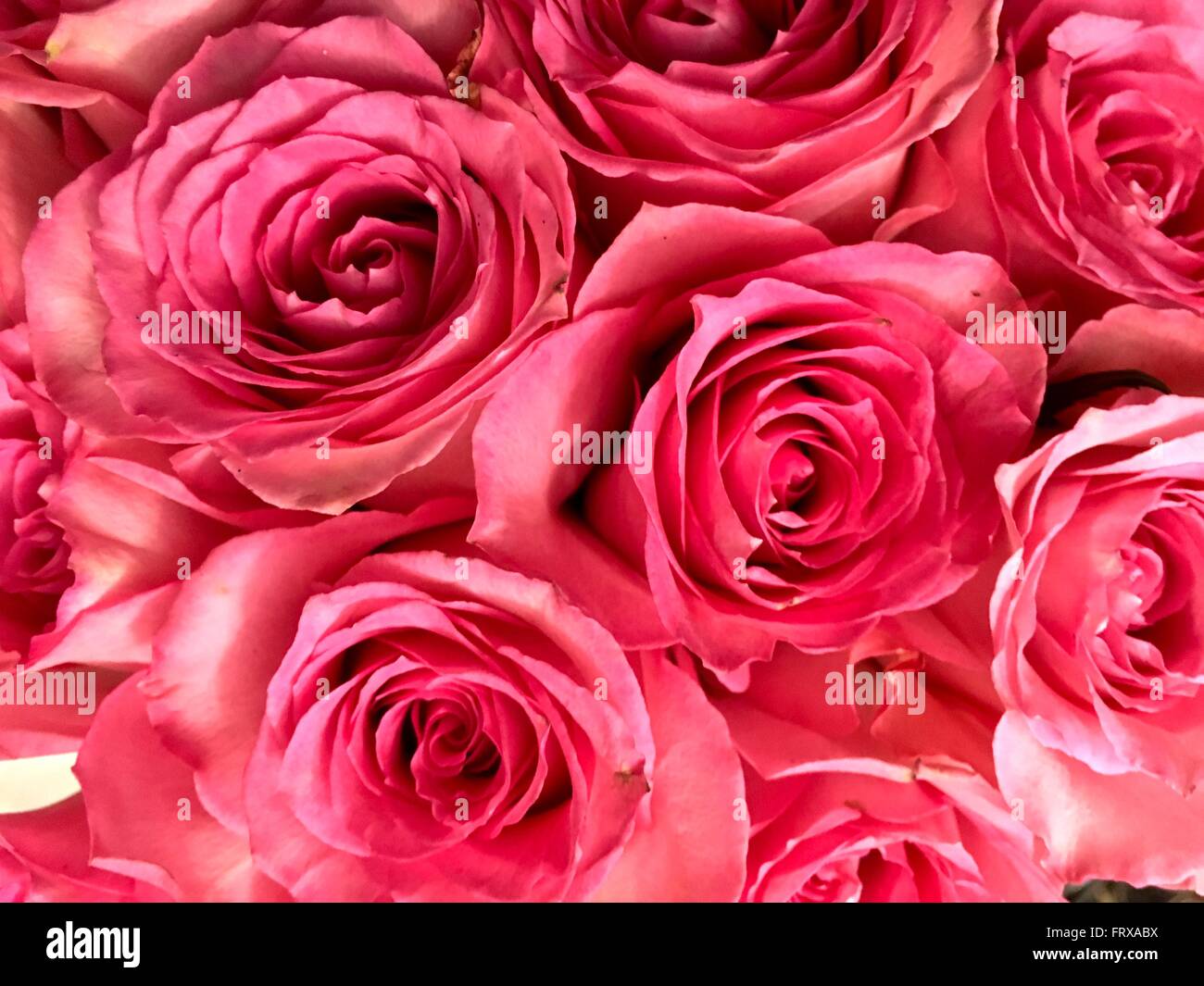 A dozen roses in boquet Stock Photo - Alamy