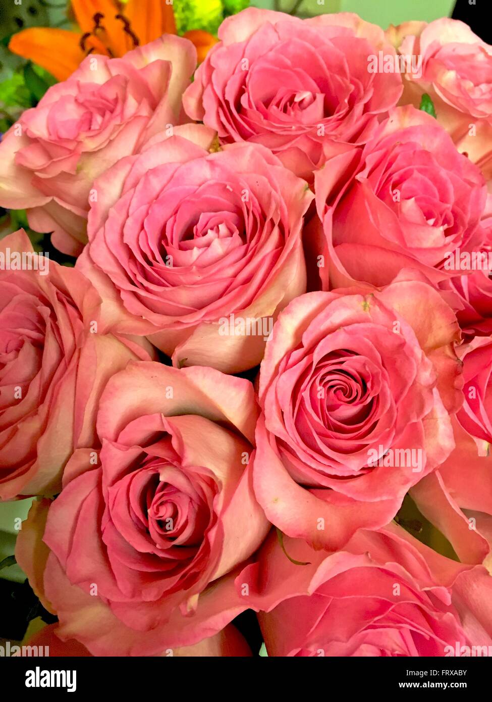 A dozen roses in boquet Stock Photo - Alamy