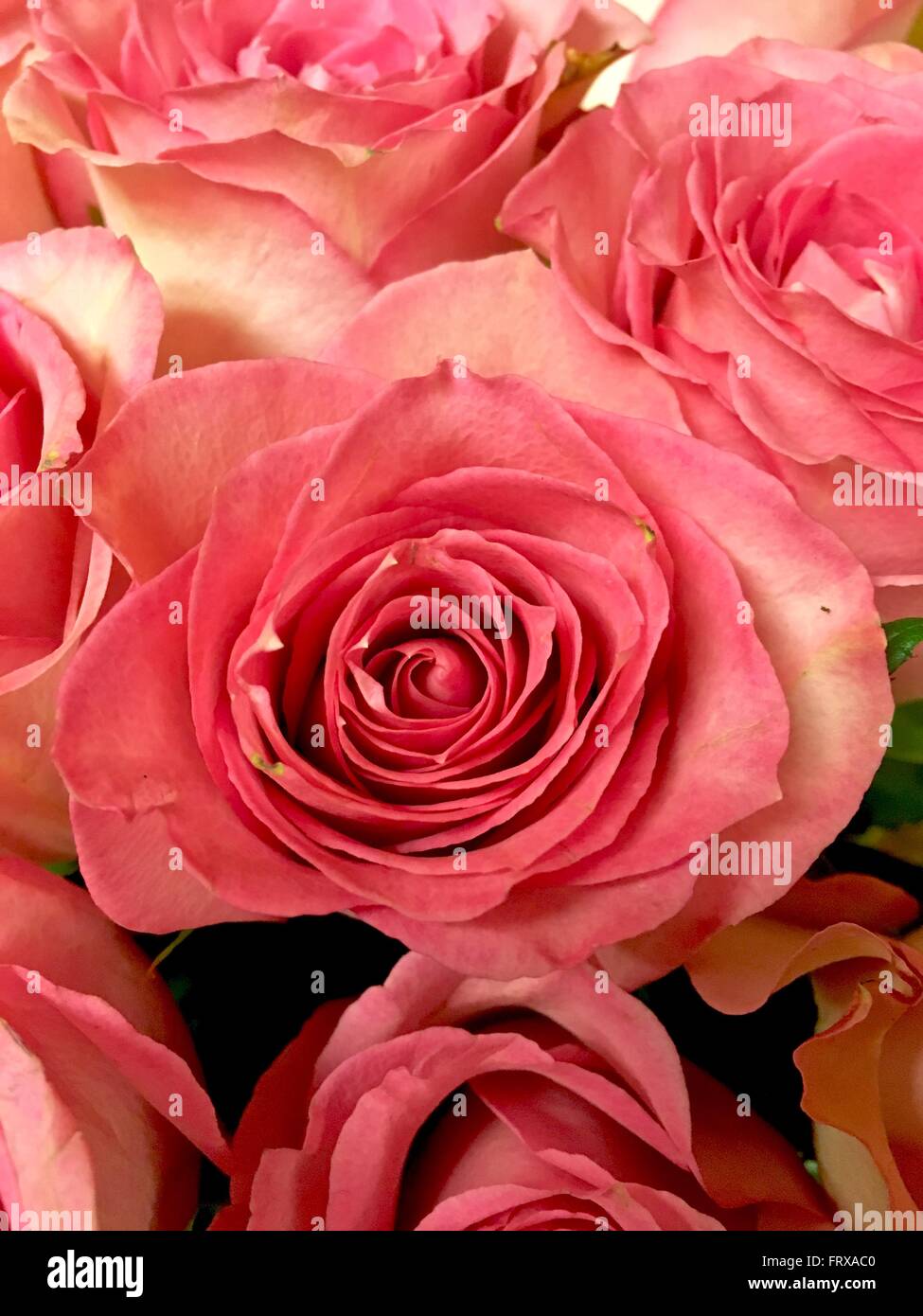 A dozen roses in boquet Stock Photo - Alamy