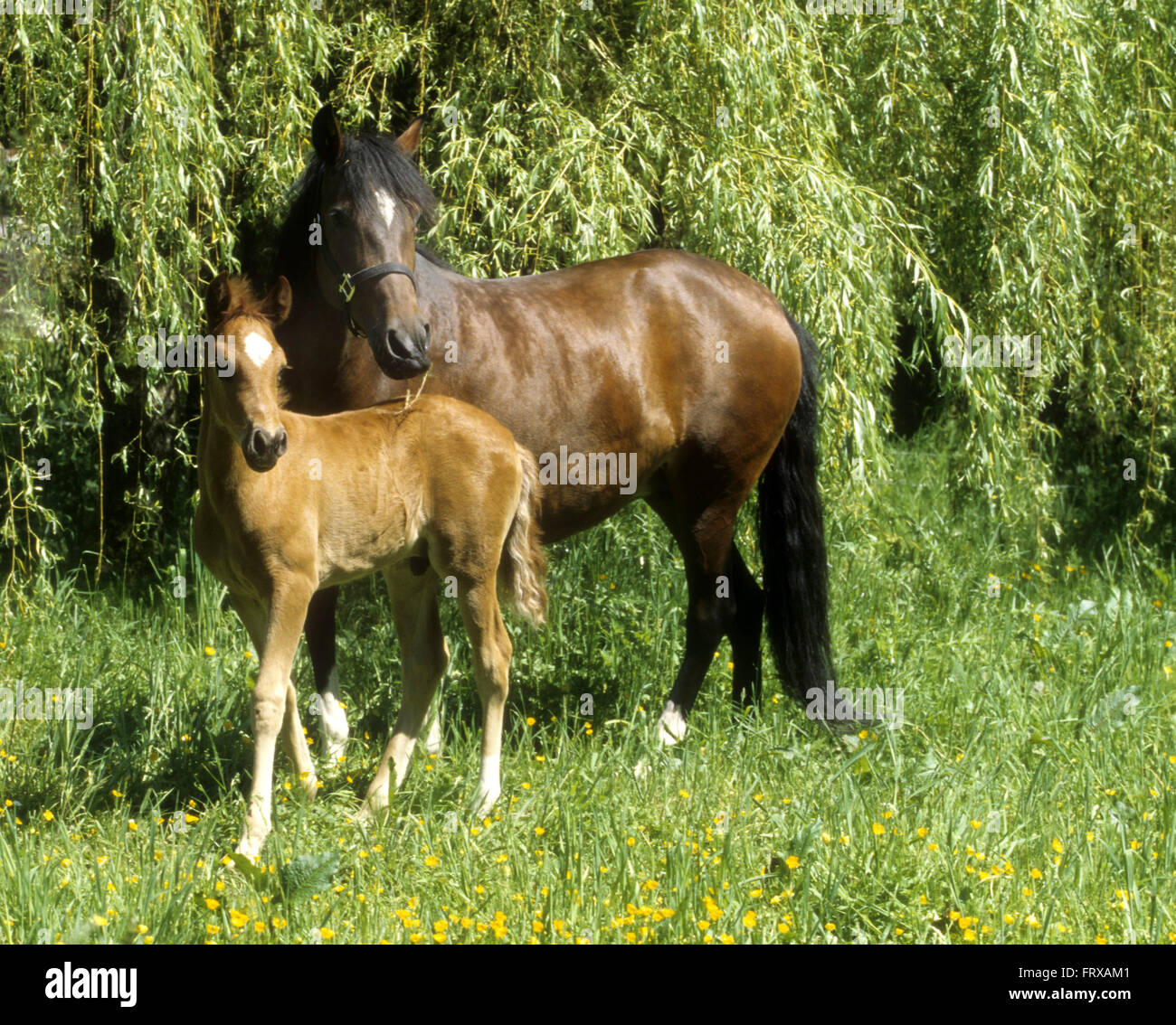 Peruvian Paso mare and foal posing Stock Photo - Alamy
