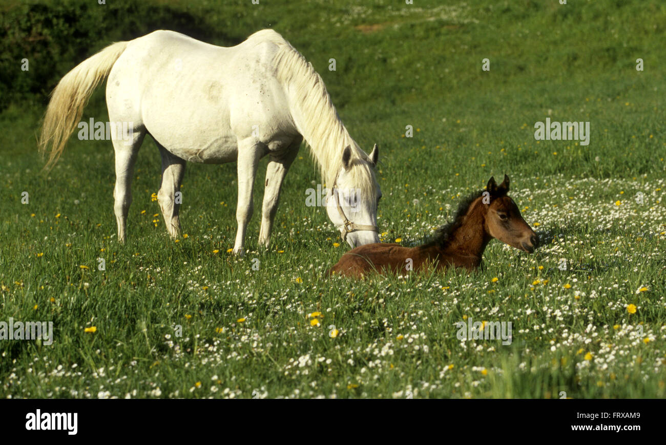 Arabian mare grazing just behind lying foal Stock Photo - Alamy