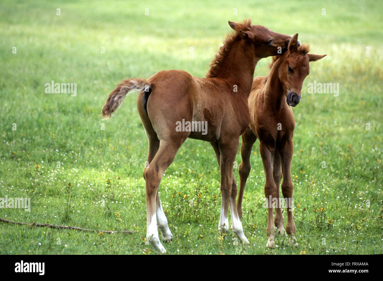 Arabian foals hi-res stock photography and images - Alamy