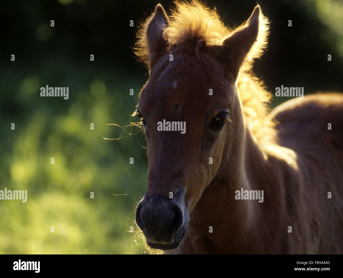 Head of Arabian foal back lit Stock Photo - Alamy