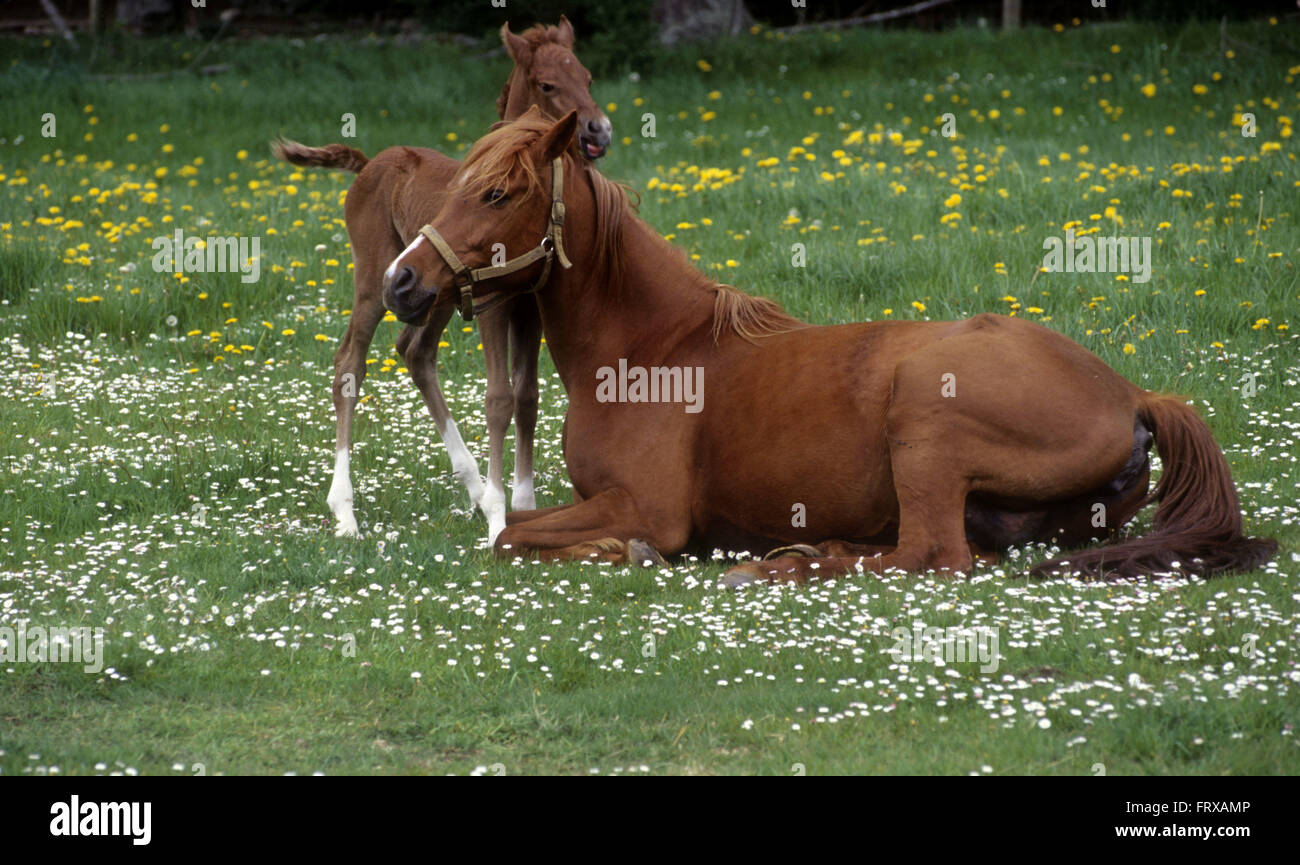 Mare foal nuzzling hi-res stock photography and images - Alamy