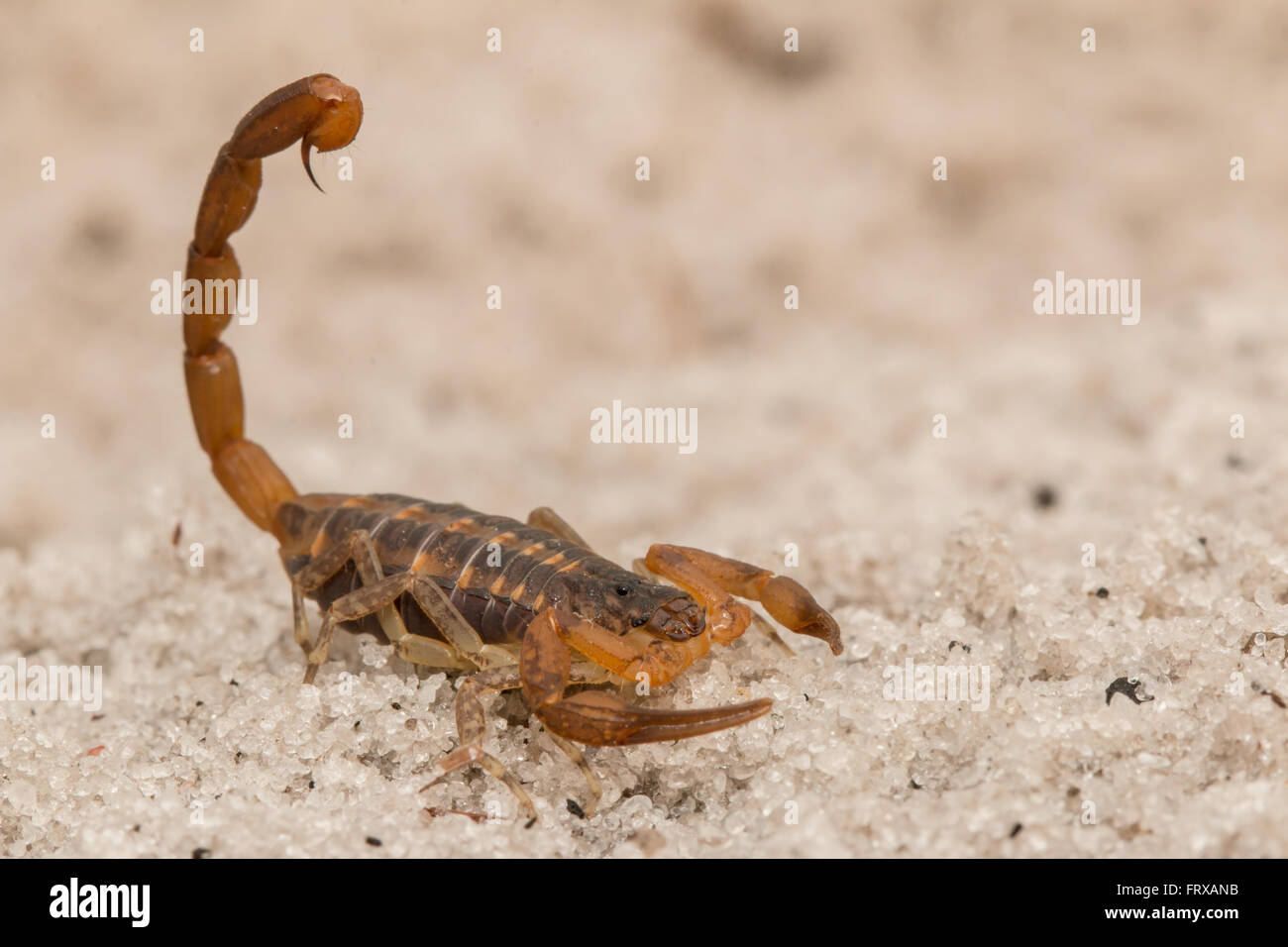 Florida bark scorpion hi-res stock photography and images - Alamy