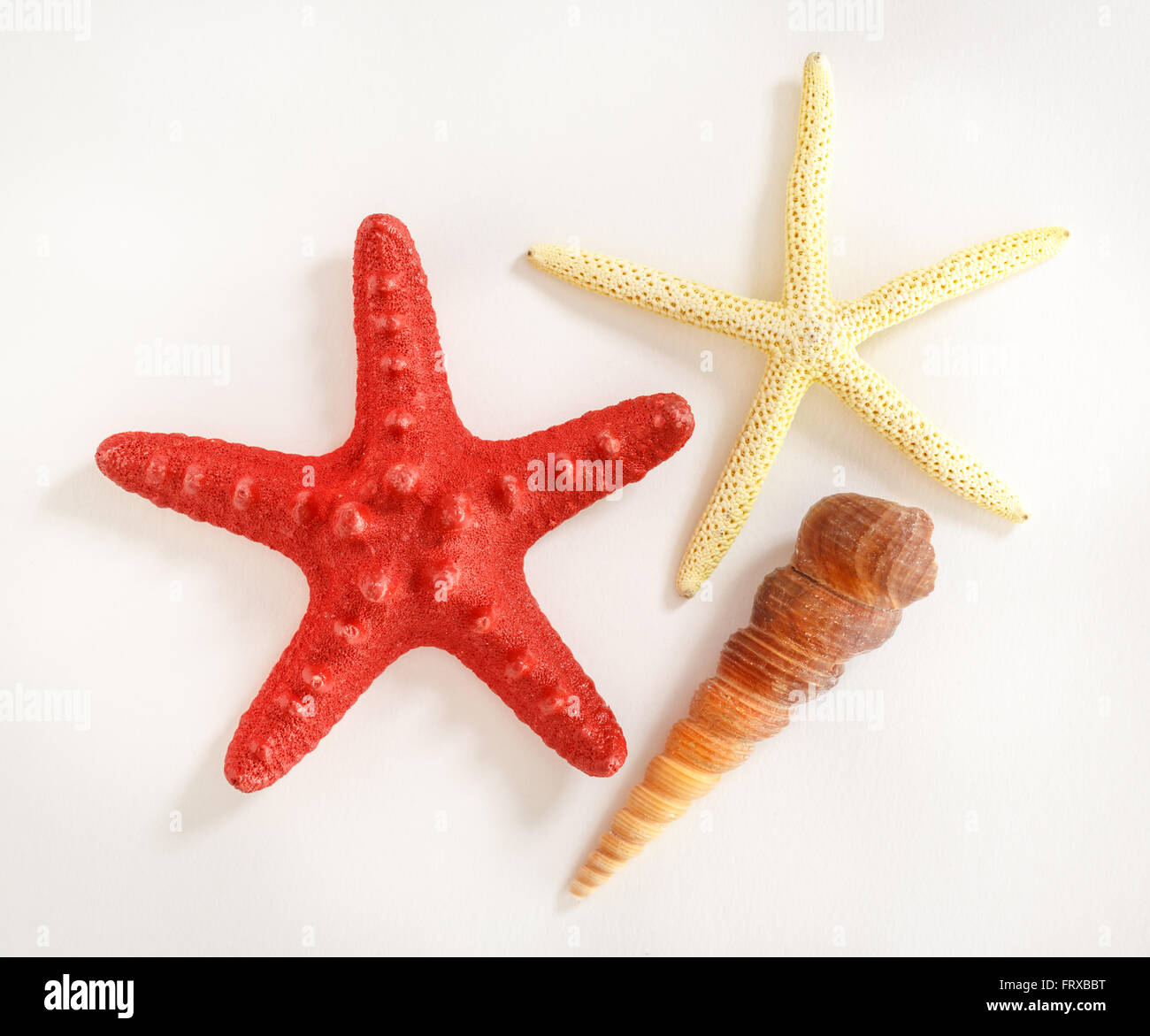 Collection of sea shells and stars in closeup Stock Photo - Alamy