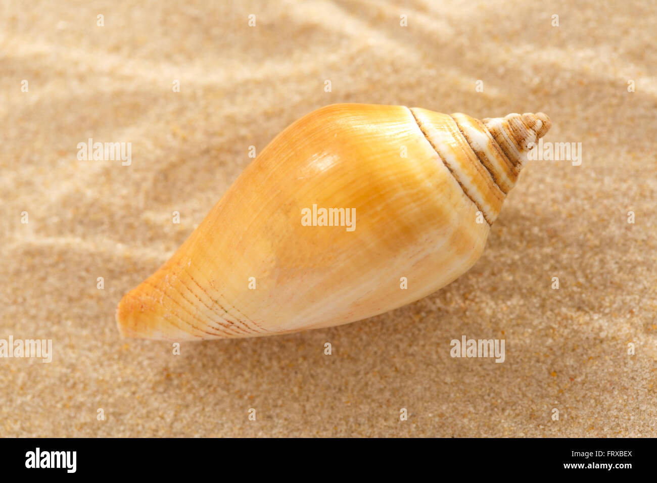 Seashell in wavy sand as background closeup Stock Photo - Alamy
