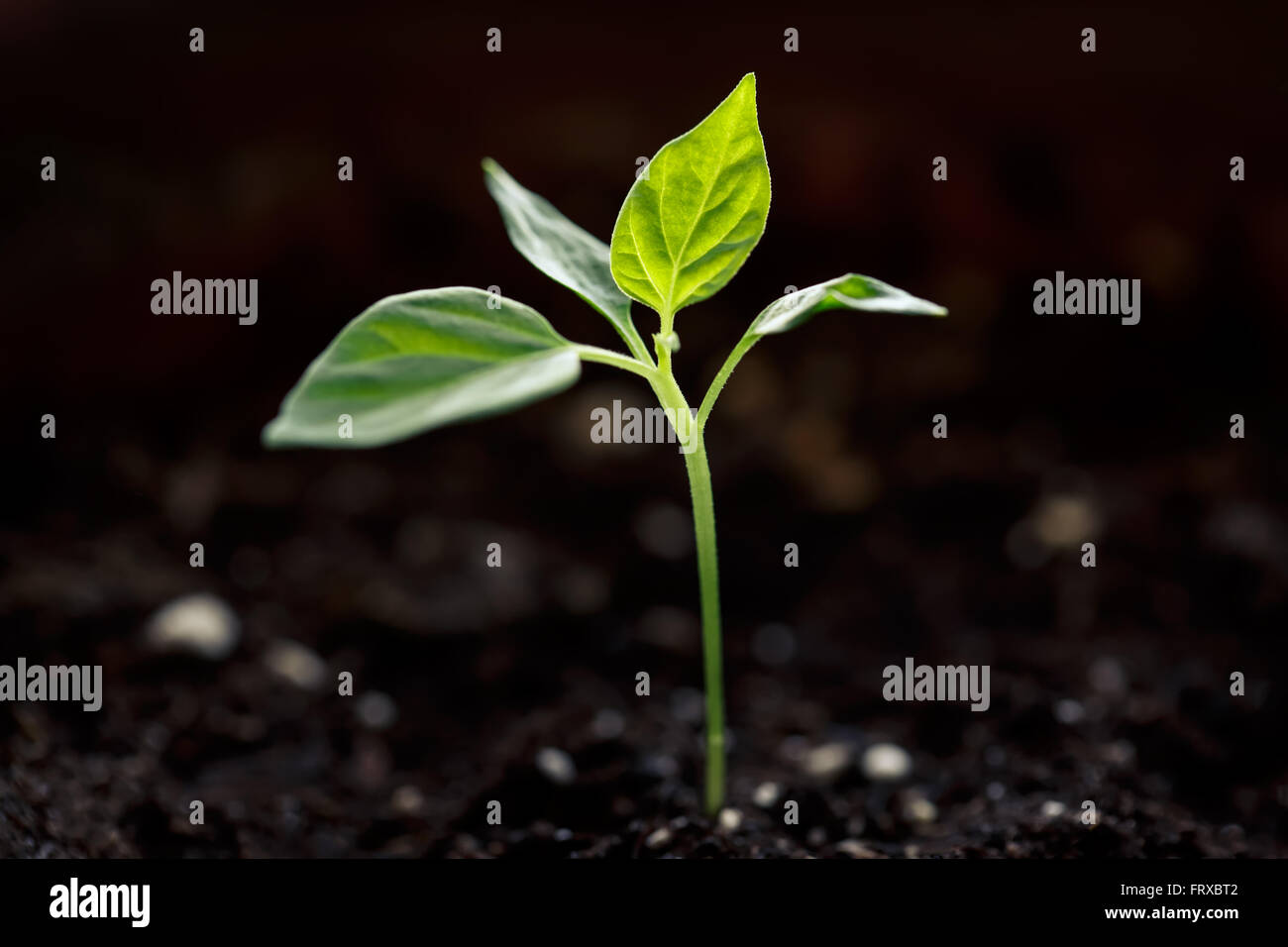 Young green sprout growing in soil closeup Stock Photo - Alamy