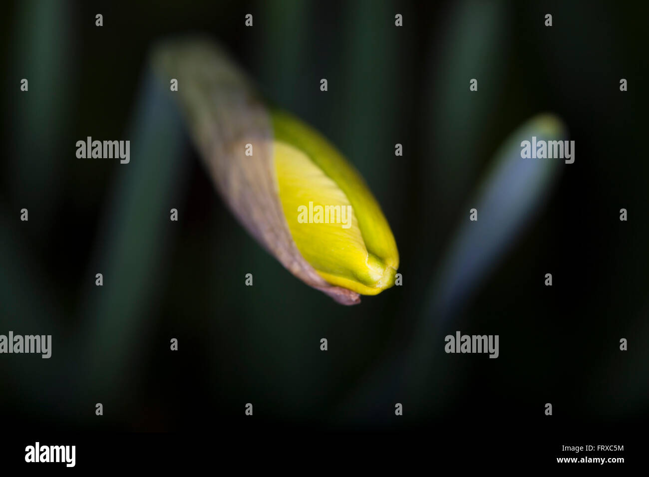 Close up artistic flower portrait of adaffodil just open in the spring ...