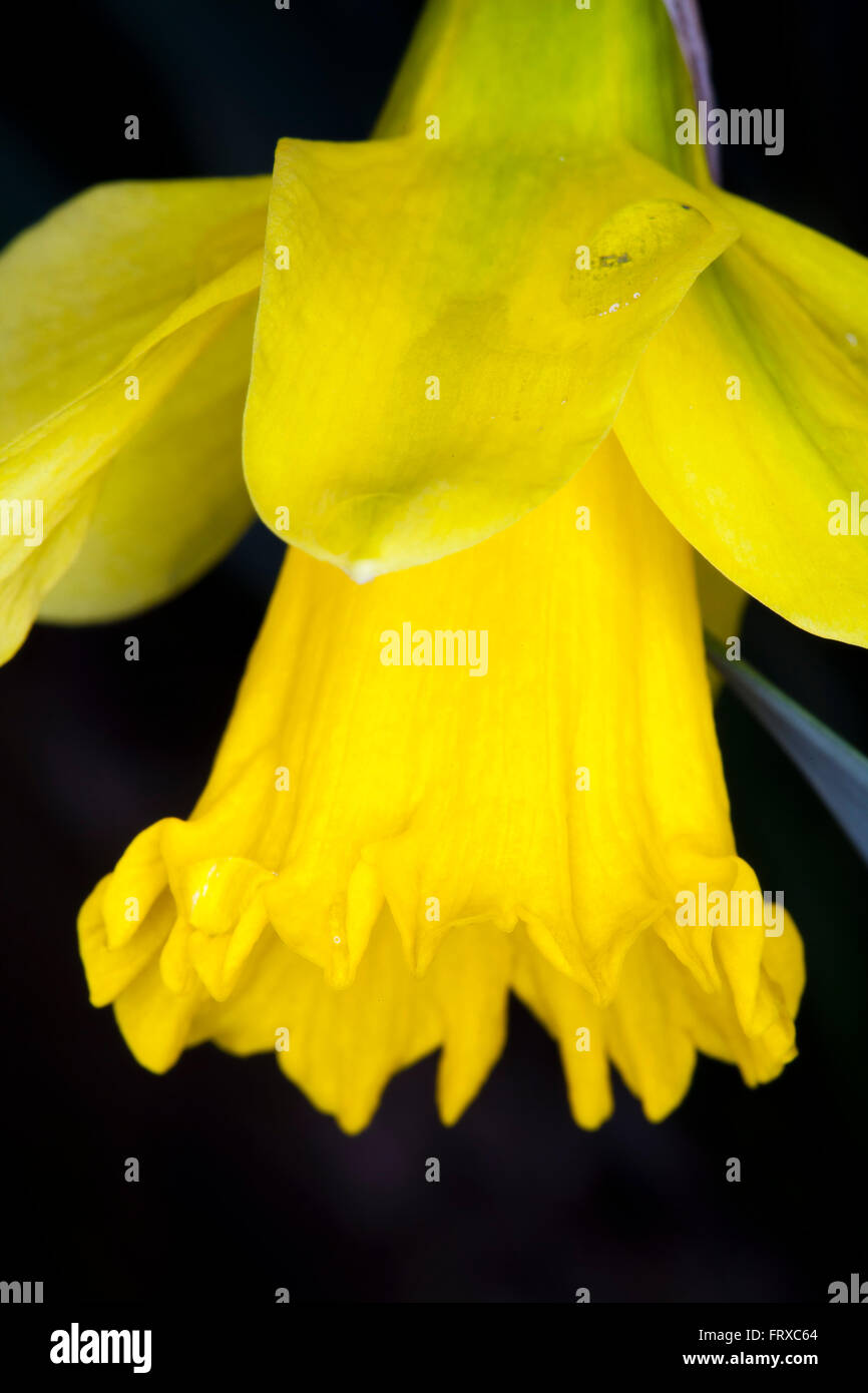 Close up artistic flower portrait of adaffodil just open in the spring ...