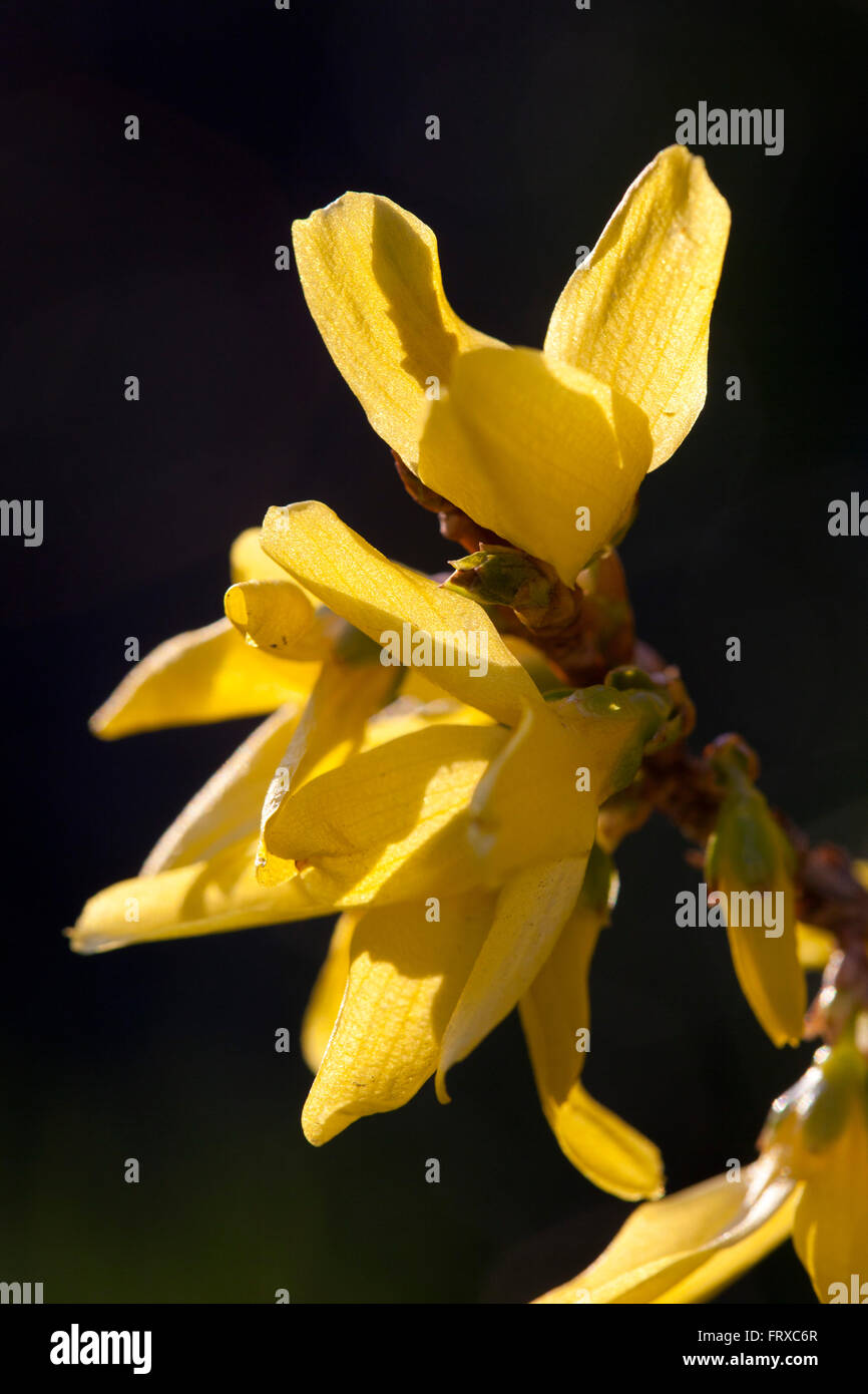 A bright yellow broom bush on the side of a road glowing in the spring ...