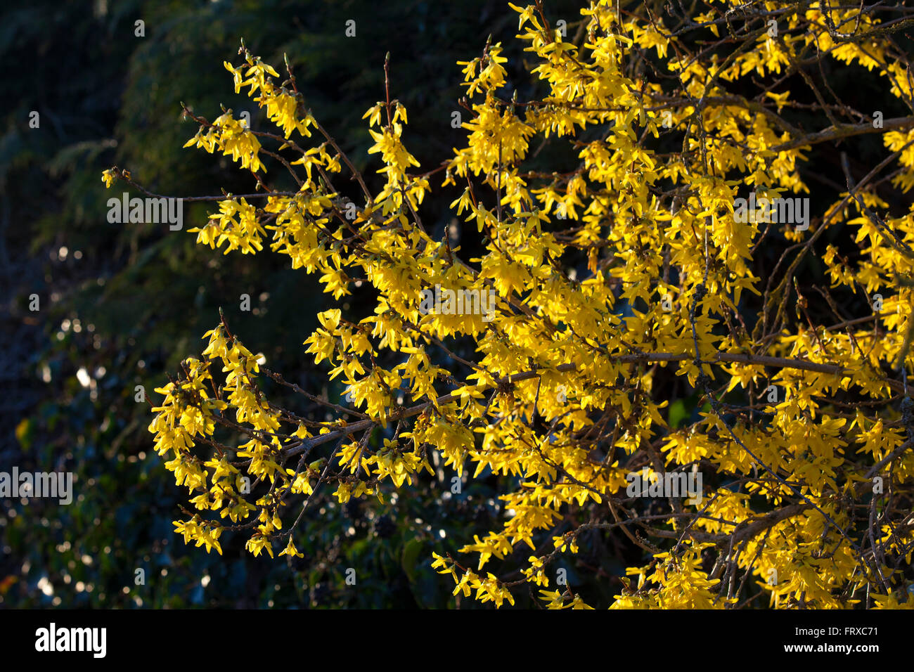 Broom bush hi-res stock photography and images - Alamy