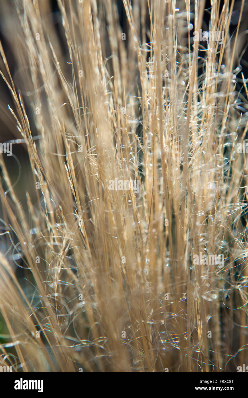 Curled around grass hi-res stock photography and images - Alamy