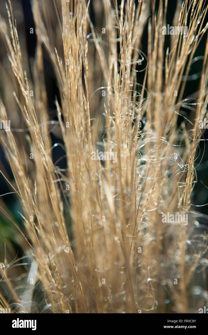 Curled around grass hi-res stock photography and images - Alamy