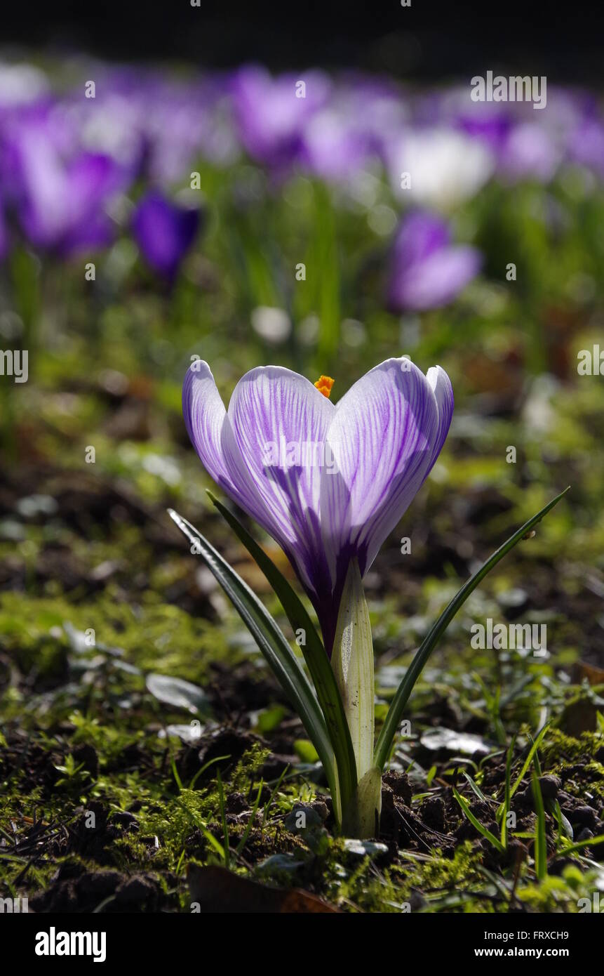 Crocus in sunlight hi-res stock photography and images - Alamy