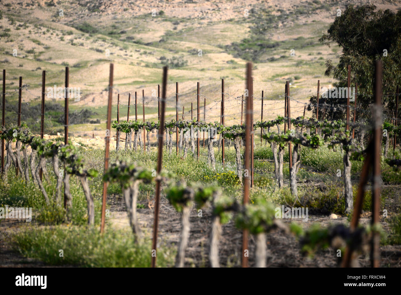 Negev desert agriculture hi-res stock photography and images - Alamy