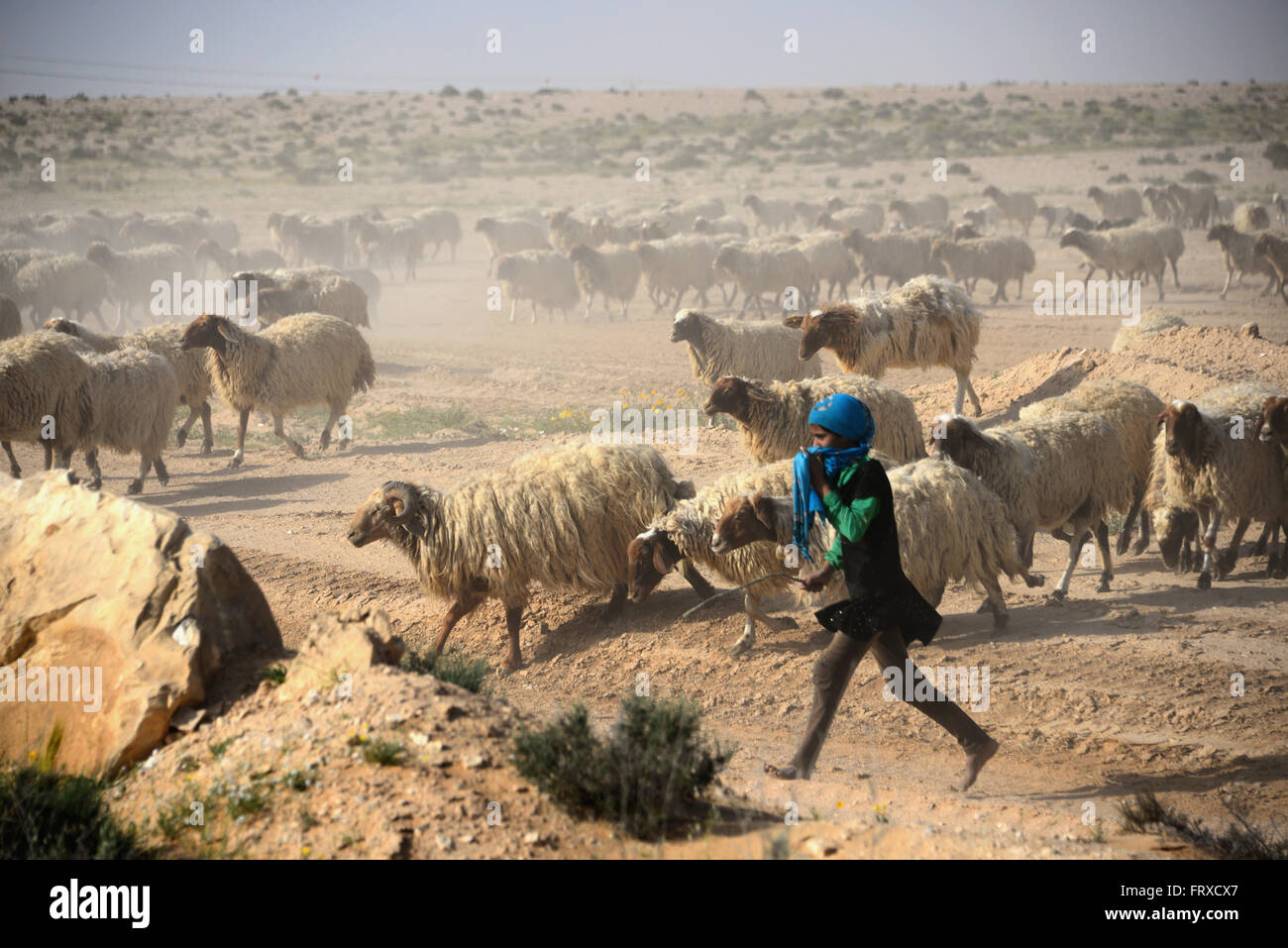 Israel sheep hi-res stock photography and images - Alamy