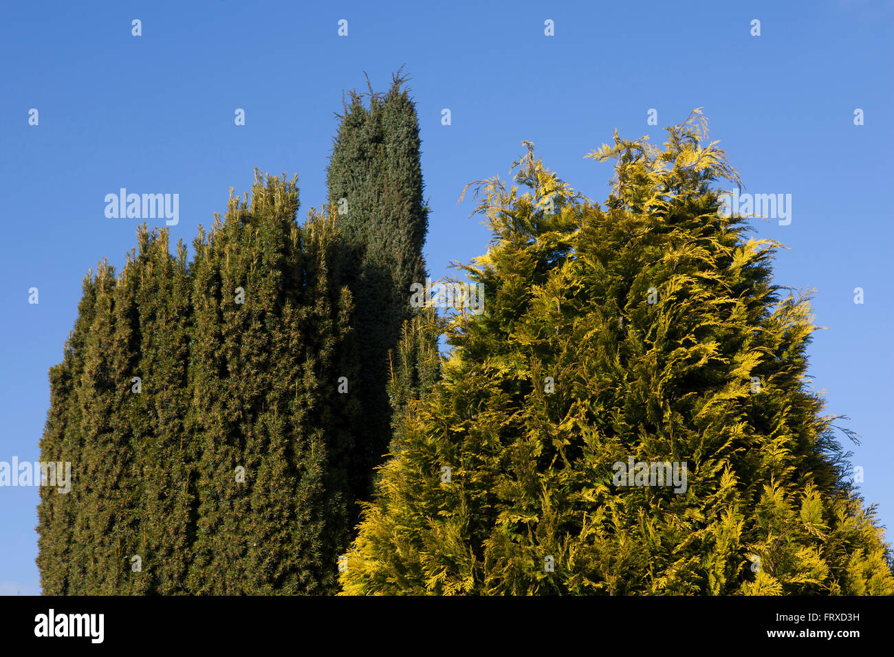 The top of a deep green yellow coloured conifer tree set against a blue ...
