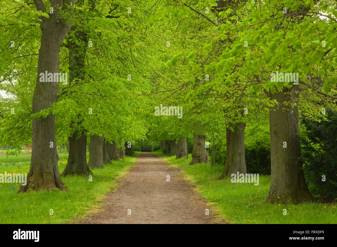 Lime alley, Gross Pankow castle garden, Prignitz area, Brandenburg ...